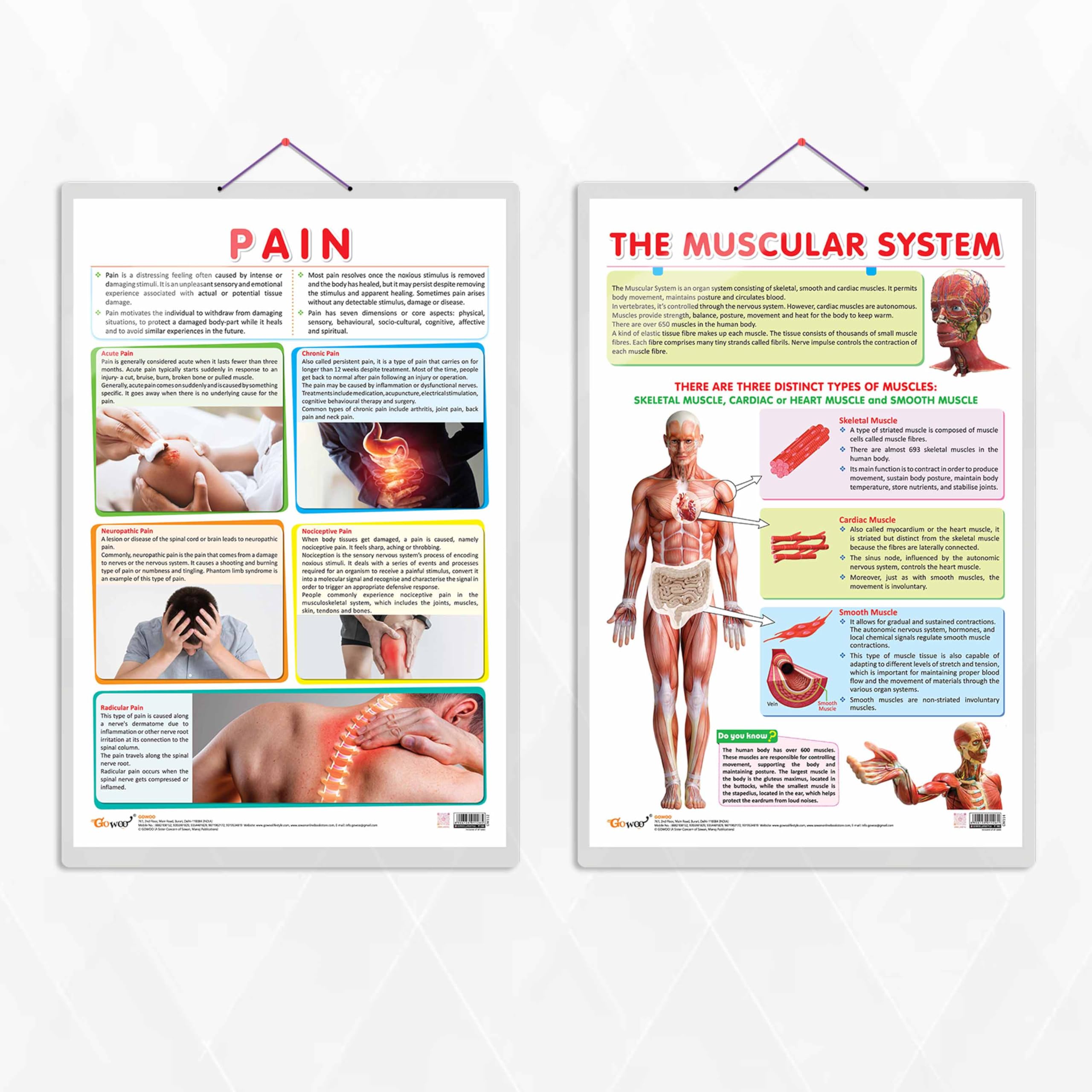 Human Body Muscles Functions Classification And Significance What Are