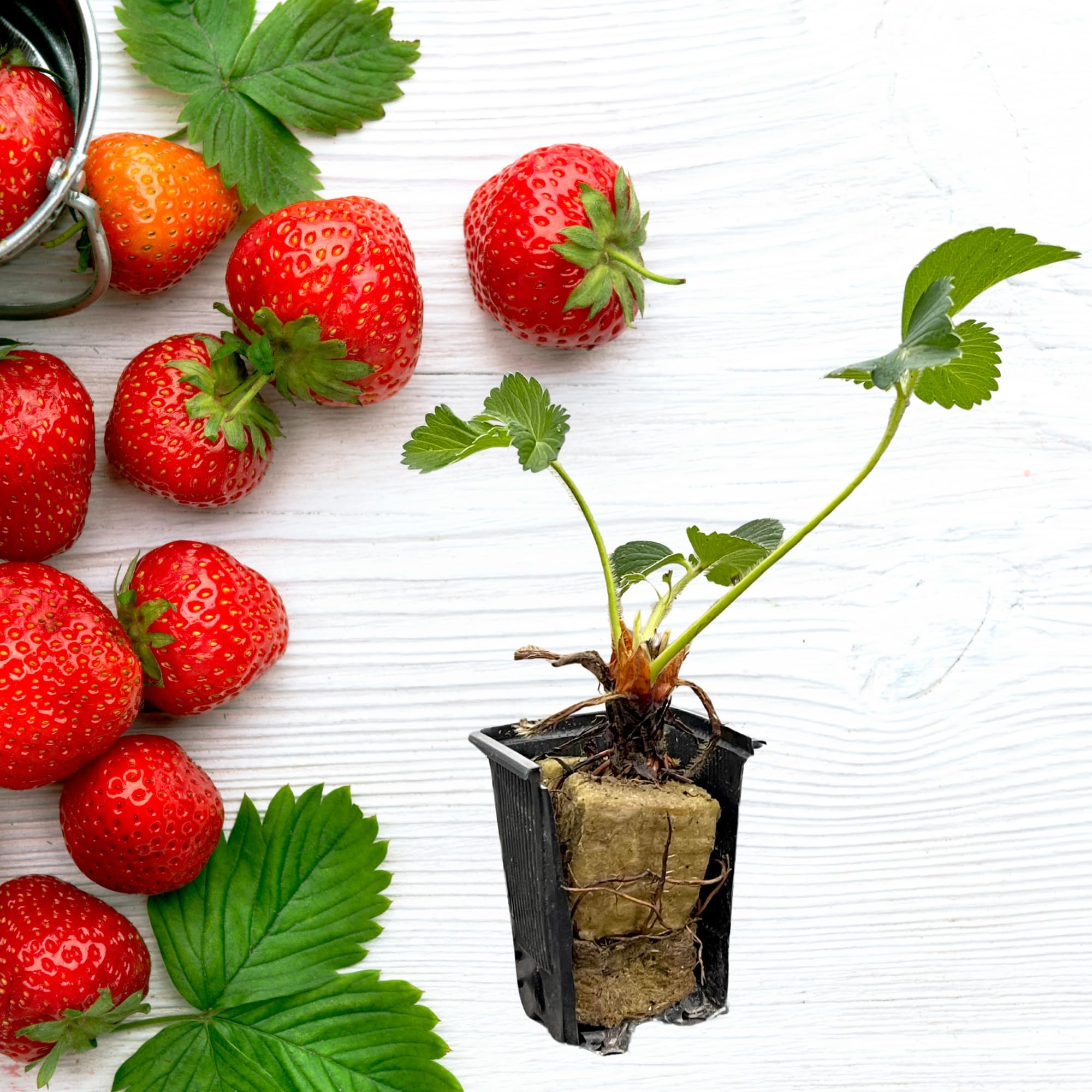 Amazon.com : Hand Picked Nursery - Live Albion Strawberry Plugs - Day ...