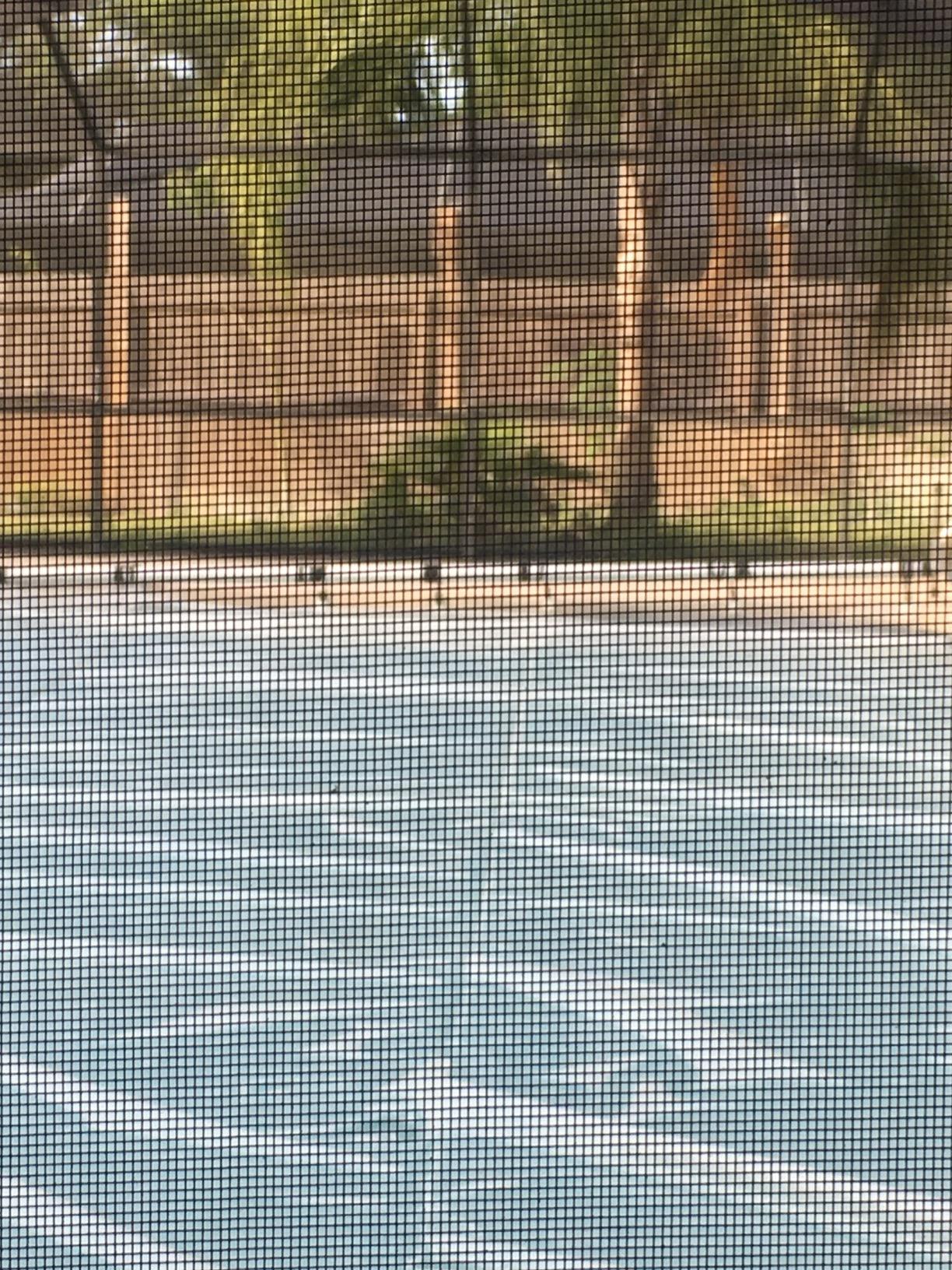 Amazon.com : Gekufa Pool Cover Straps, Solar Cover Reel Strap kit for ...