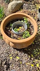 Amazon.com : 1 Dorman Red - Raspberry Plant - Everbearing - Organic ...