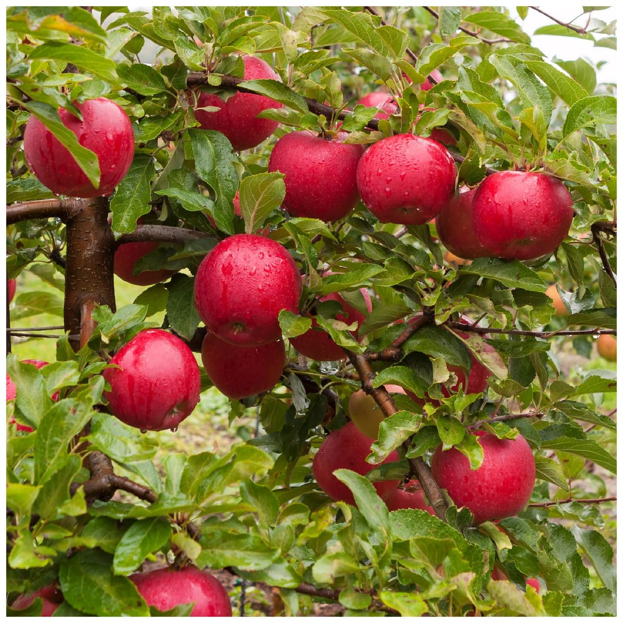 Dwarf Katy Apple Tree, Bare Root, Ready to Fruit. Sweet,Juicy ...