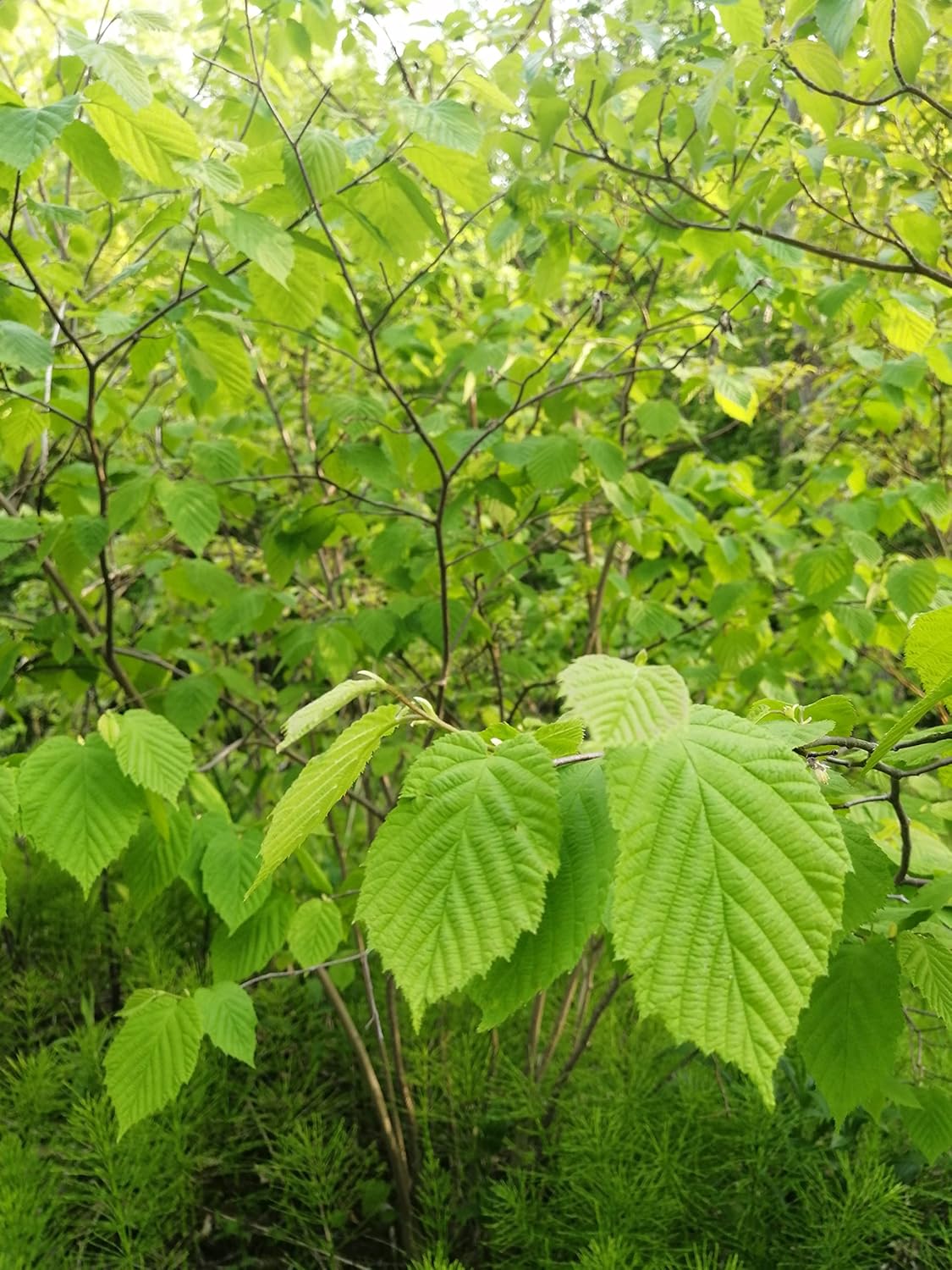 Cold-Hardy Hazelnut Tree Seeds (4-Seed) – Non-GMO Hybrid Hazelbert ...