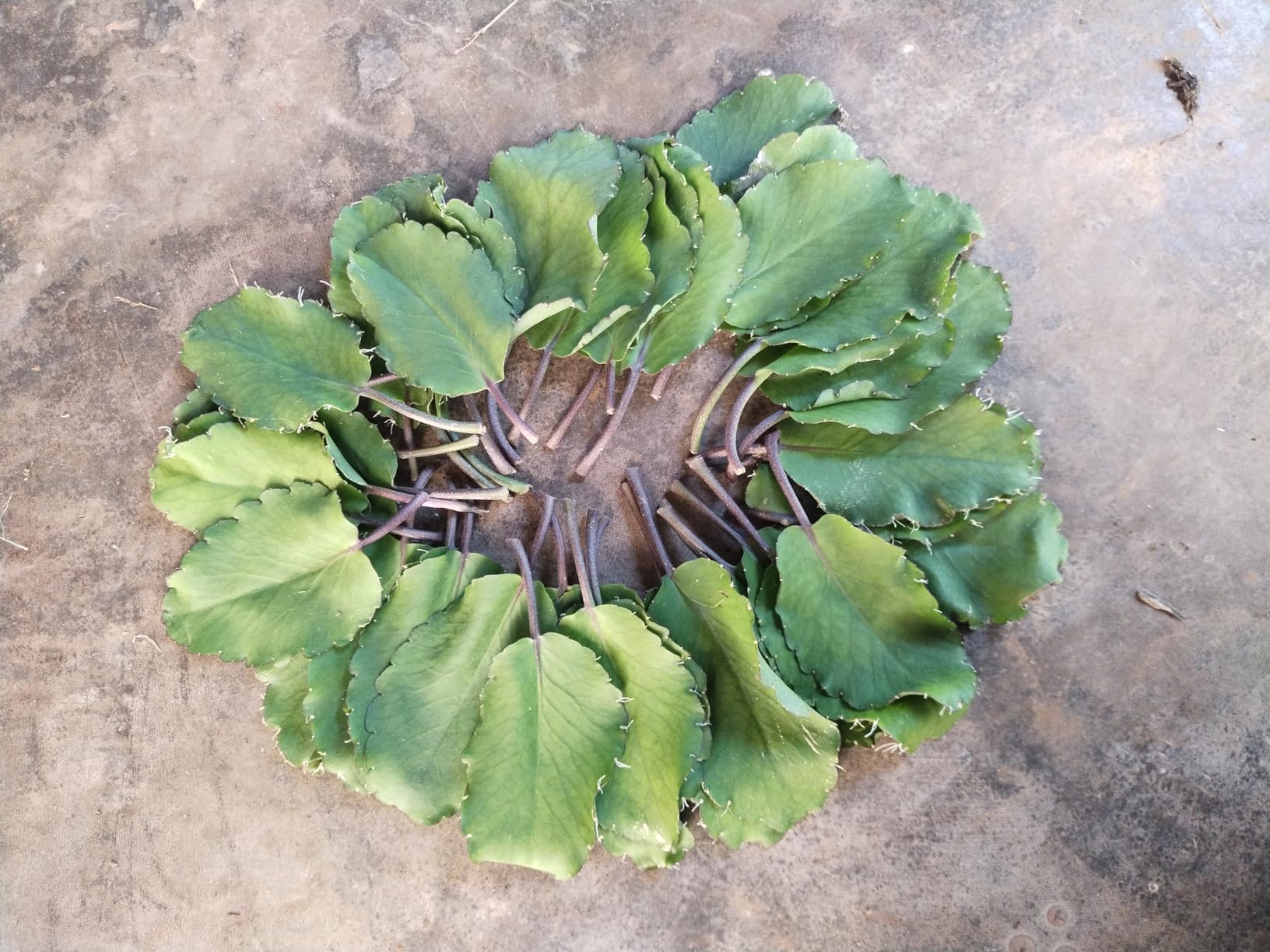 Ranakalli Leaves/Panfuti Leaves/Vernacular Leaves/Bryophyllum Pinnatum ...