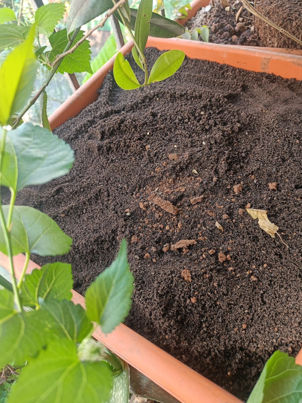 PUNAMULCH Vermicompost for Plants 1kg | Vermicompost Organic Manure for ...