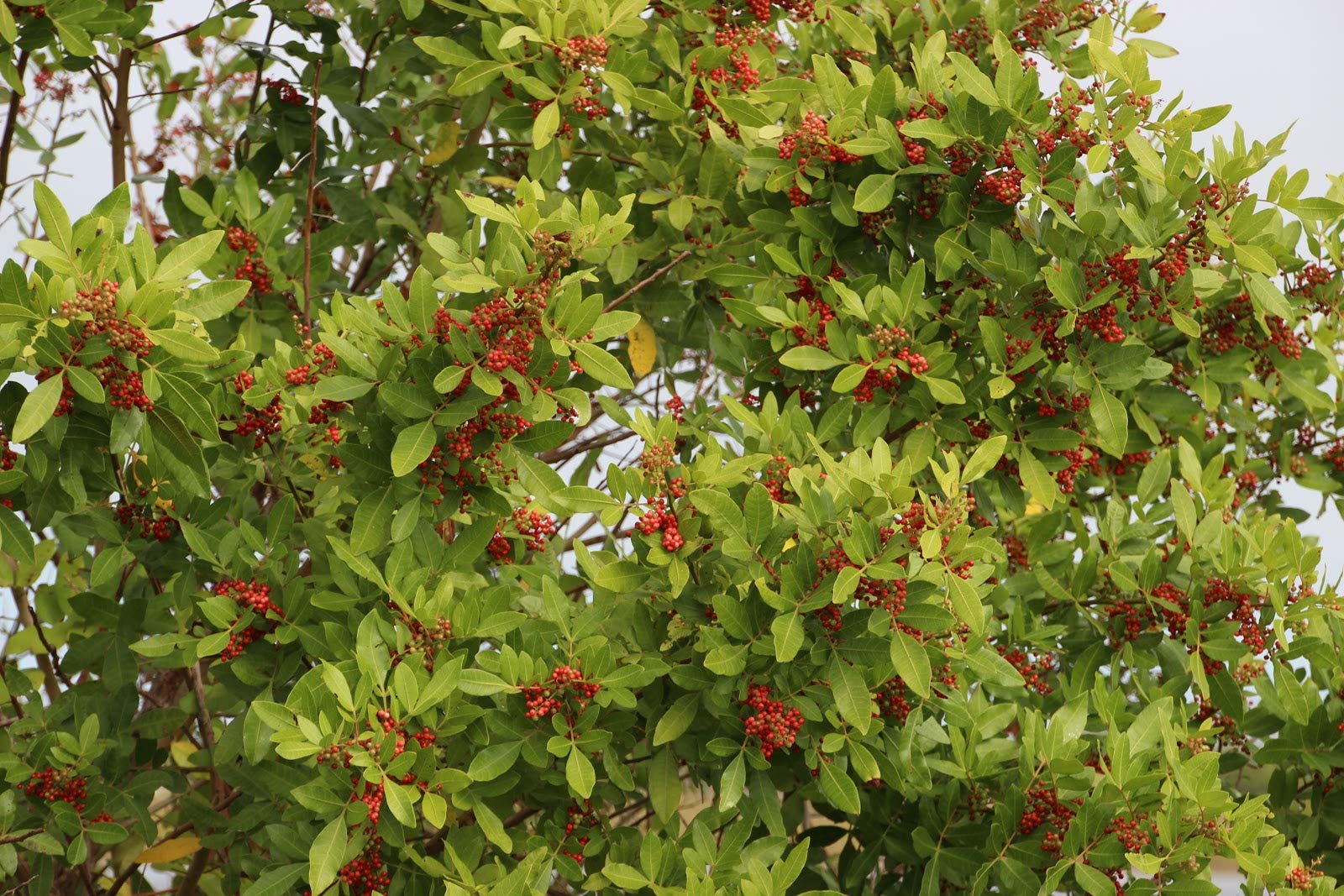 Dahoon Holly Tree Florida