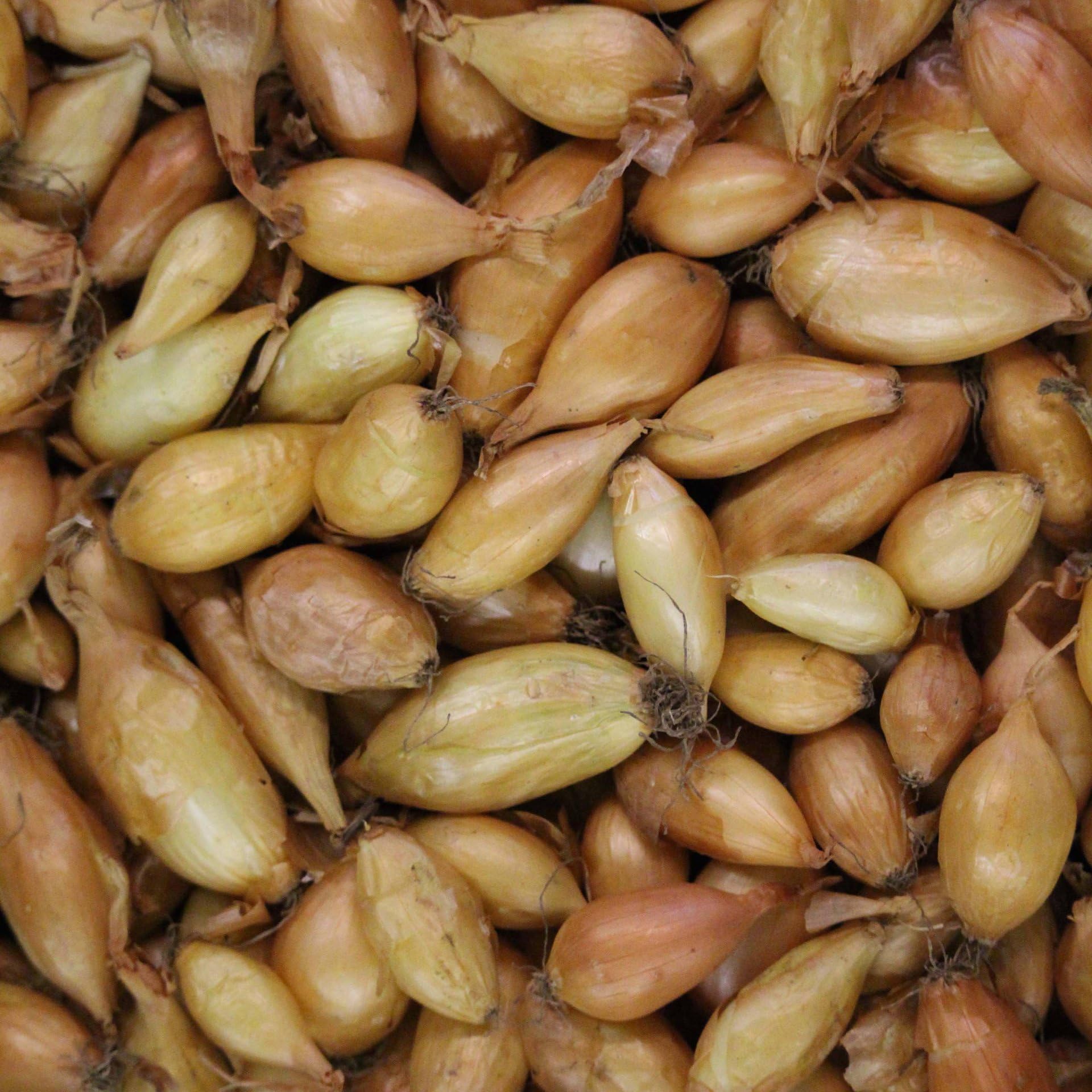 Amazon.com : Sweet Candy Hybrid Onion Sets for Planting - Delicious ...