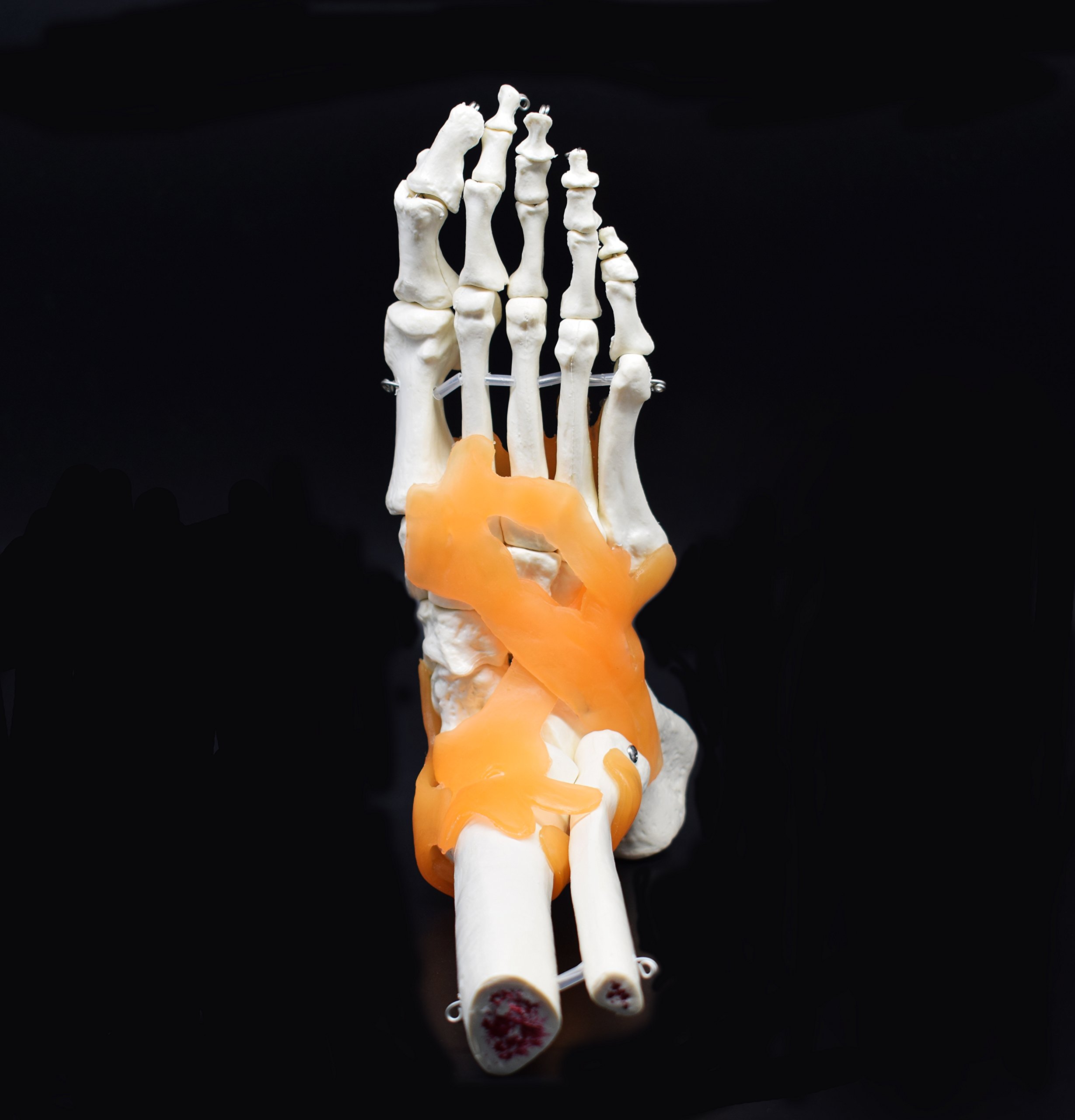 Human Foot Skeleton Model with Ligaments, Flexible, Anatomically ...