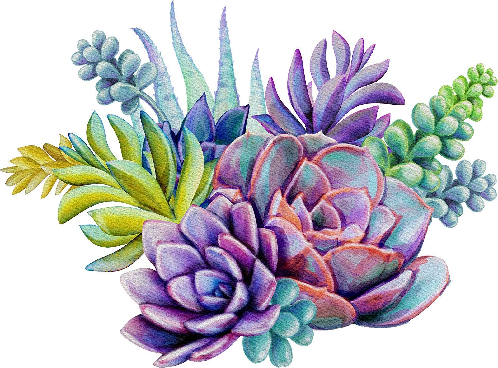 Succulent Clipart