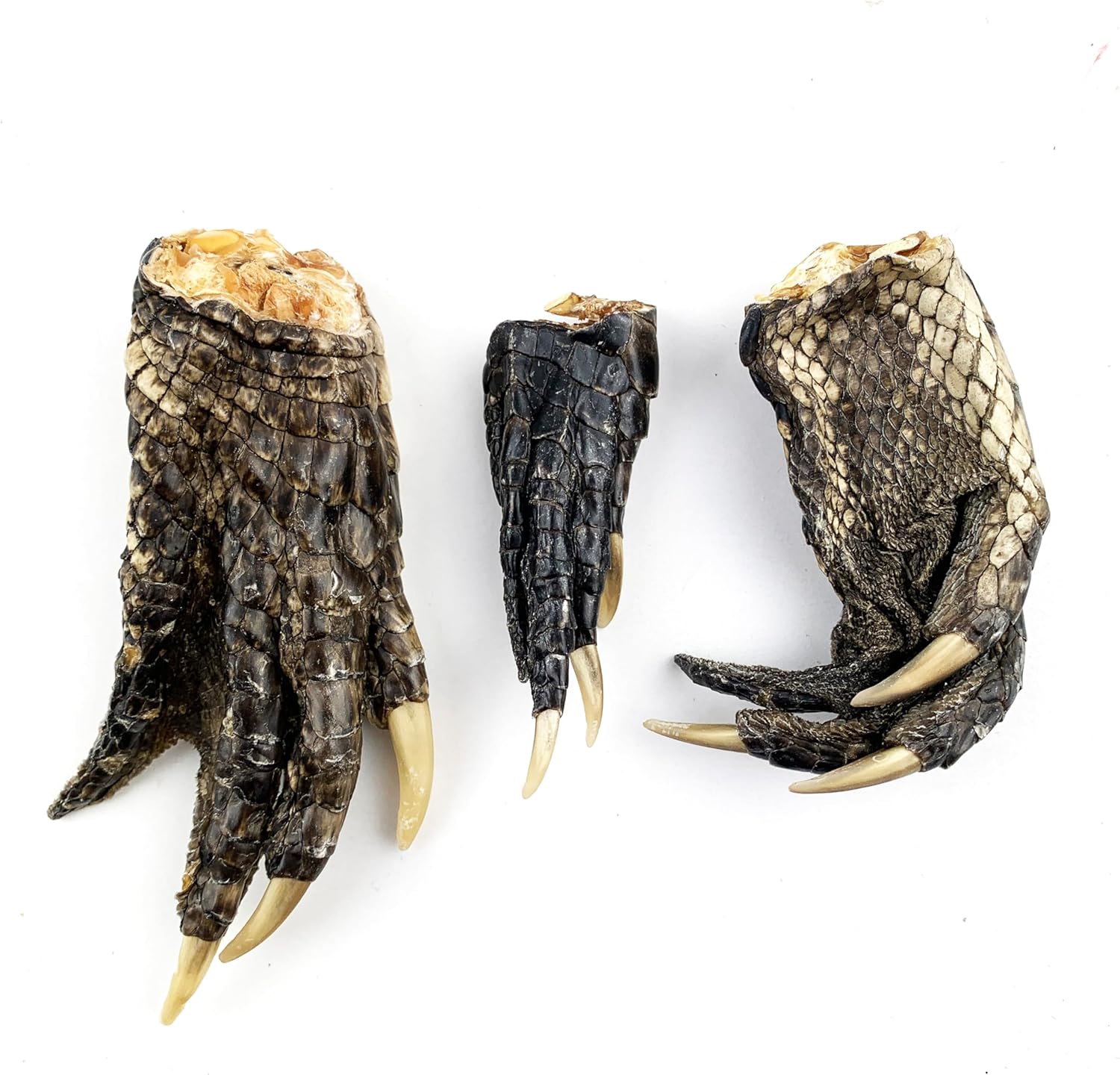 Amazon.com: Heyiwell 3PC Real Alligator Claw Paw,Alligator Foot ...