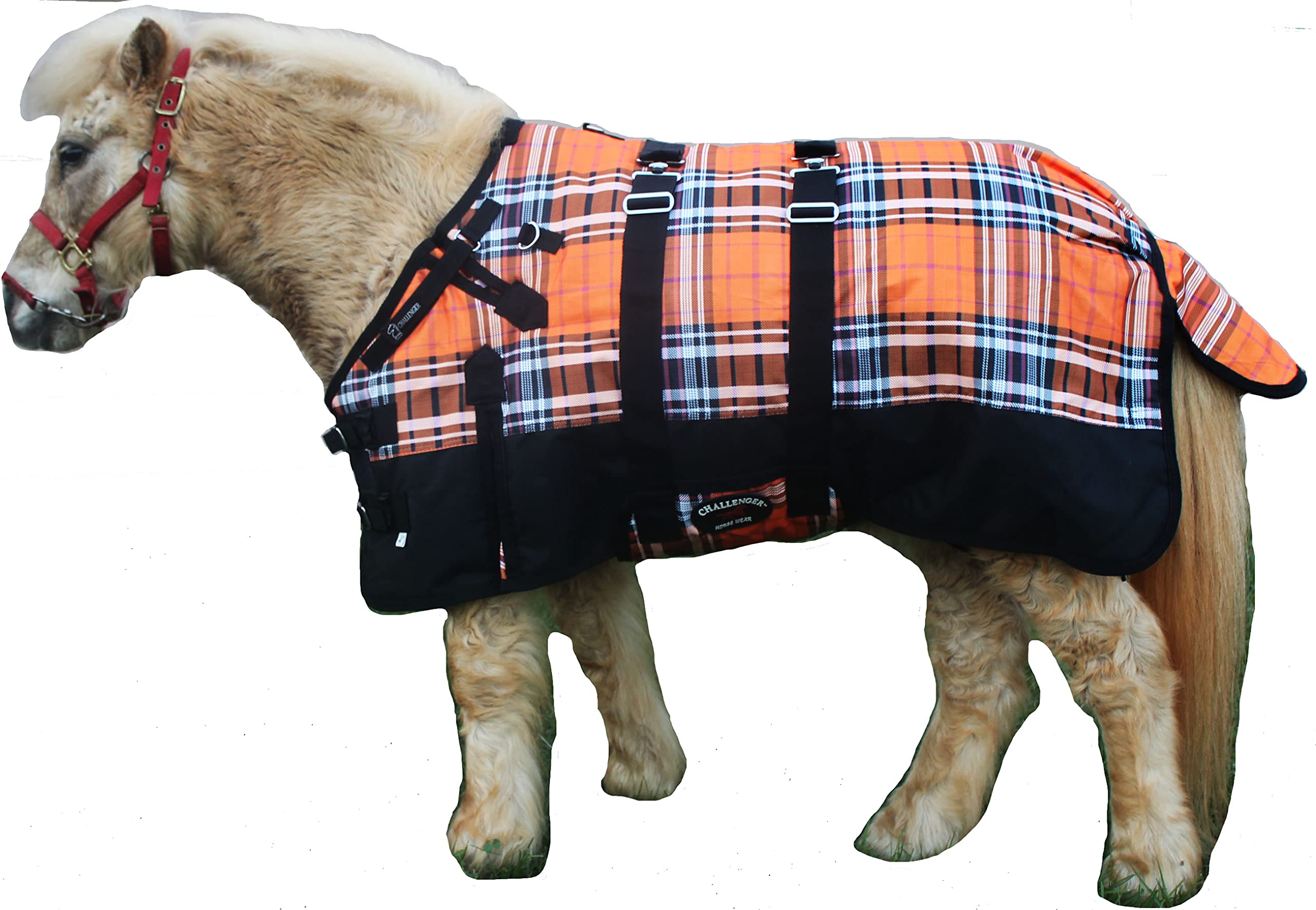 Snapklik.com : 40" 1200D Miniature Weanling Donkey Pony Horse Foal ...