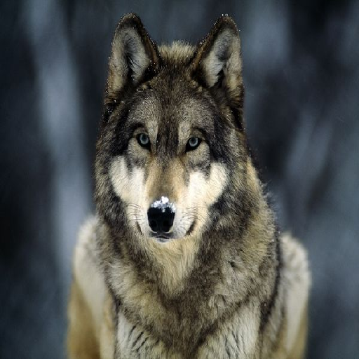 Wolf Soundboard - App on Amazon Appstore