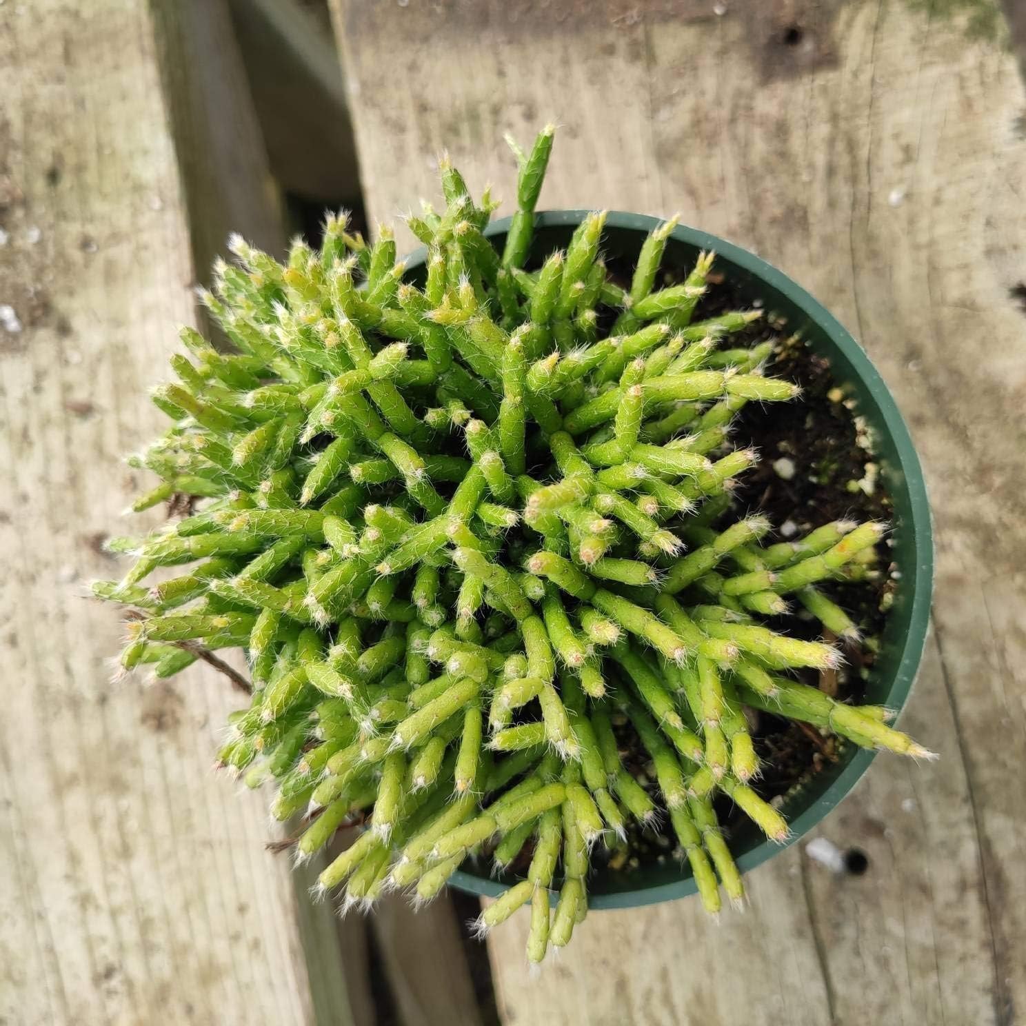 Amazon.com : Spice Cactus Plant - Rhipsalis salicornioides - 2.5" Pot ...