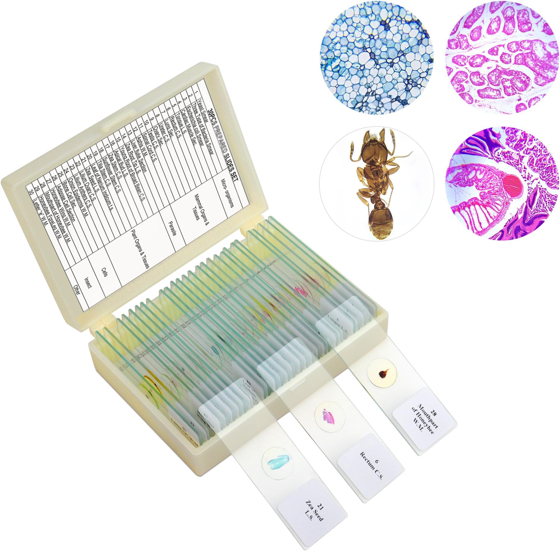 Amazon.com: QIXINSTAR 48pcs Prepared Plastic Microscope Slides ...