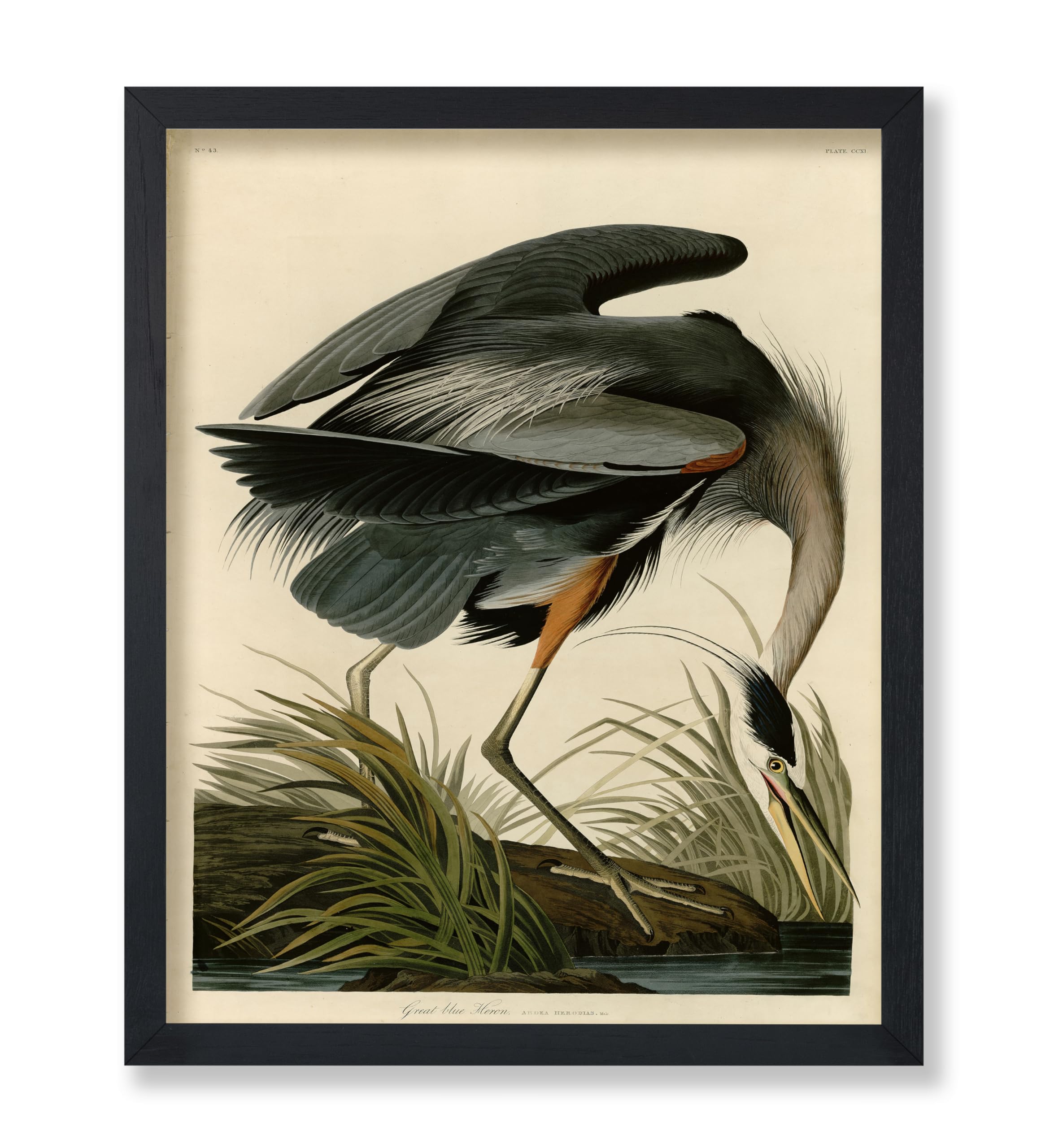 Amazon.com: Poster Master Vintage James Audubon Poster - Retro Great ...