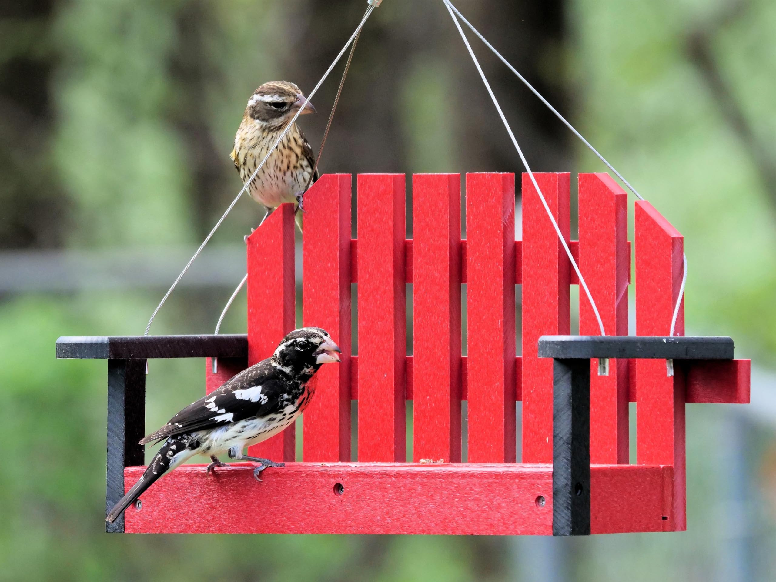 Snapklik.com : AmishToyBox Porch Swing Bird Feeder, Eco-Friendly Poly ...