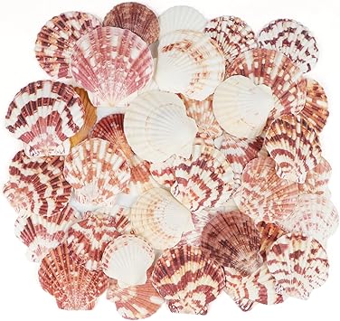Amazon.com: TaoQ C 30 PCS+ Scallop Shells Natural Seashell,1.5"-2.5 ...