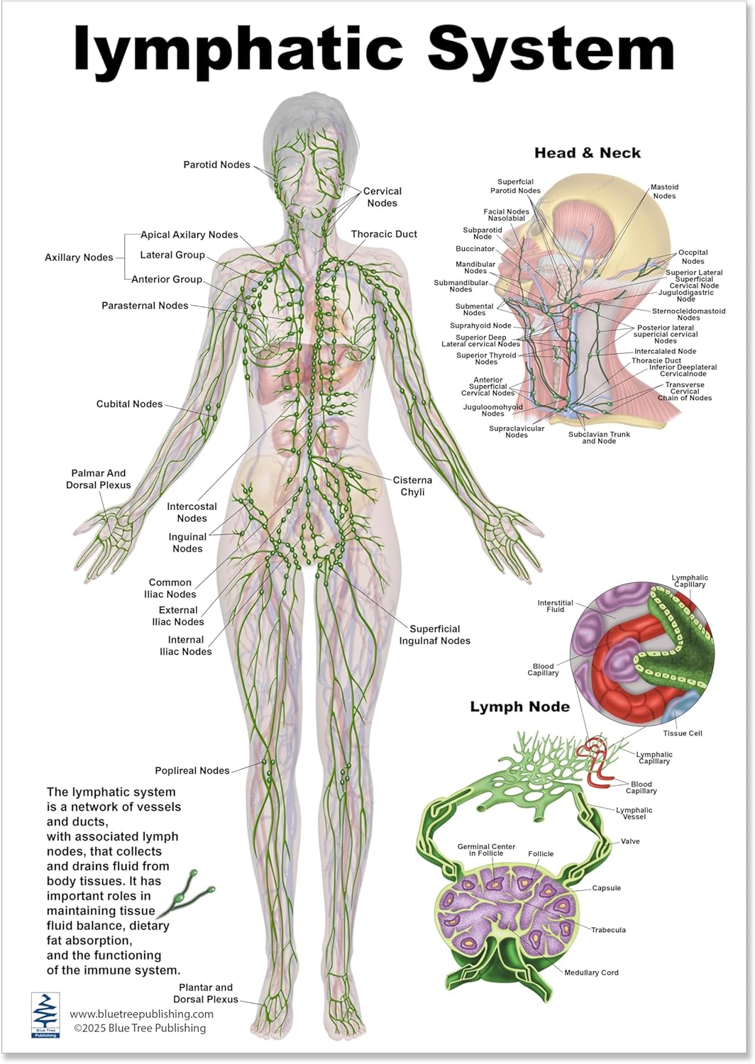 Blue Tree Publishing Lymphatic System Anatomical Chart – Human Body ...