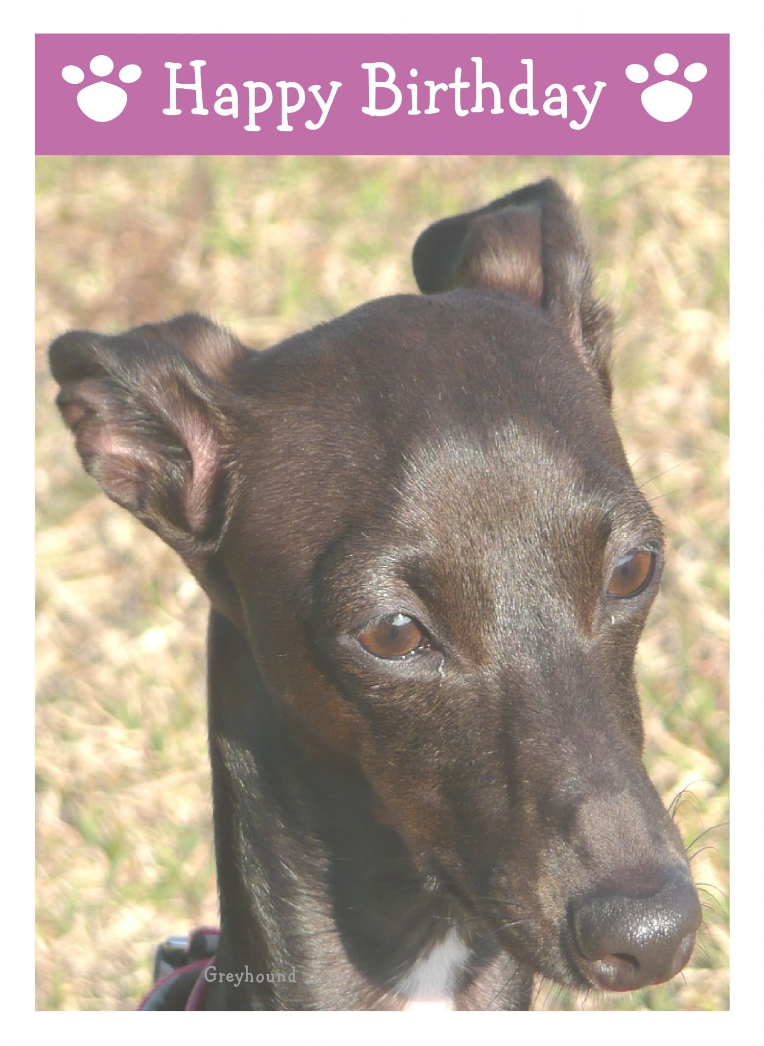 Greyhound, Dog Birthday Card : Amazon.co.uk: Stationery & Office Supplies