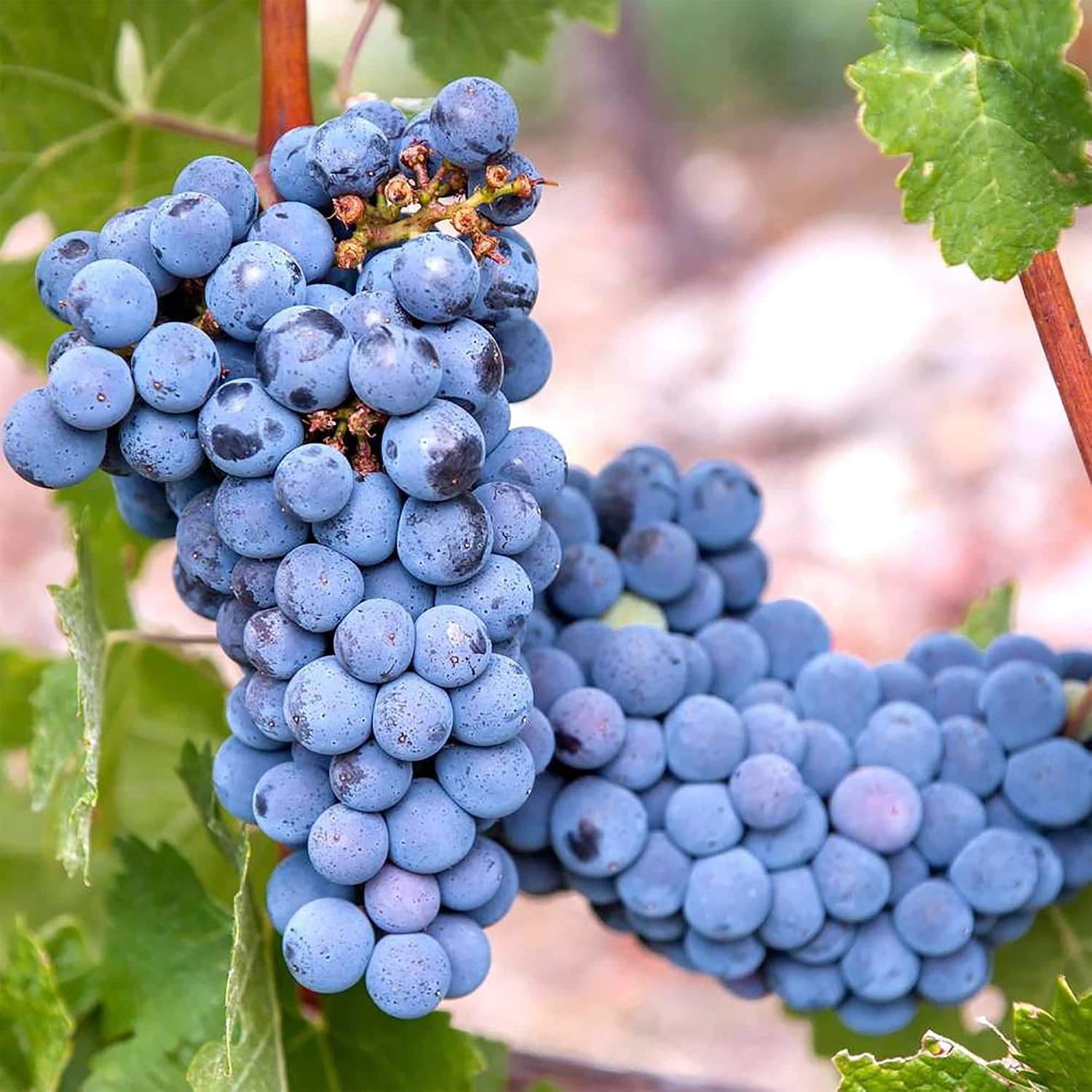 Amazon.com : QAUZUY GARDEN 20 Common Grape Seeds, European Grape, Wine ...