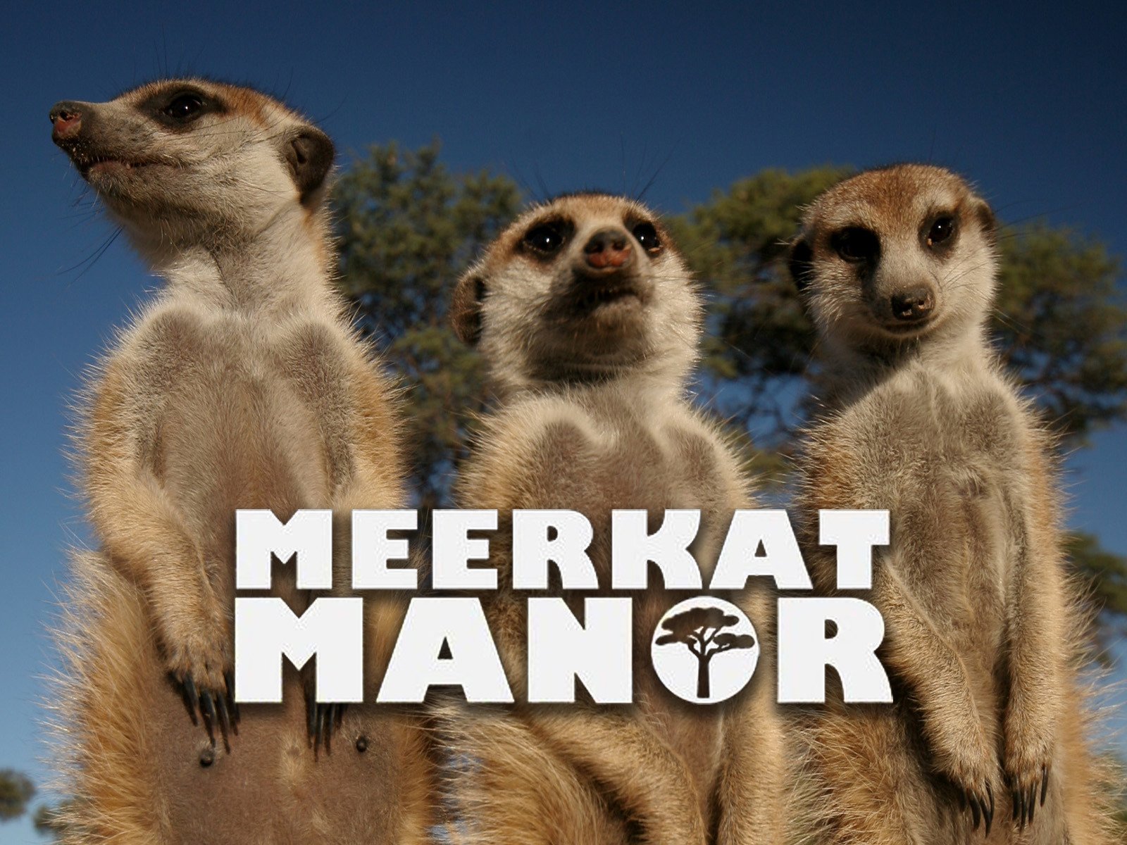 Meerkat Manor Wallpaper By Meerkat Wallpaper | Stunning Animal Prints