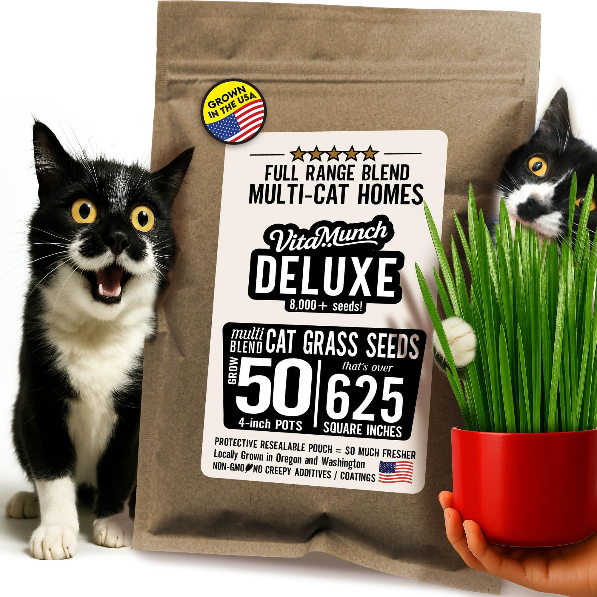 Amazon.com : Cat Grass Seed Deluxe Non-GMO Blend Cats Love + Grows 12 ...
