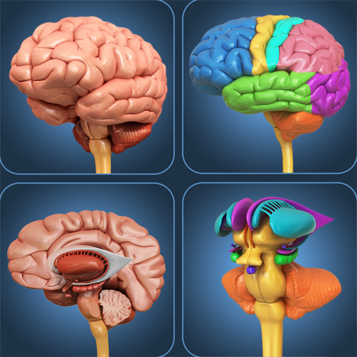 Internal Brain Anatomy Brain Anatomy That Matters