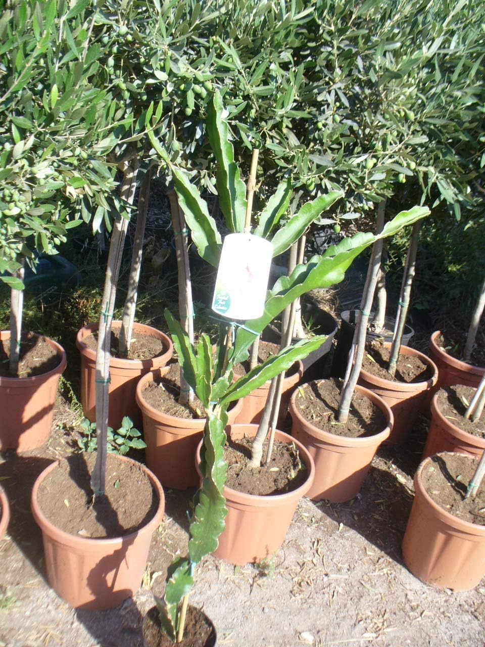 Fruit du dragon Hylocereus monacanthus plante environ 120-140cm, cactus ...