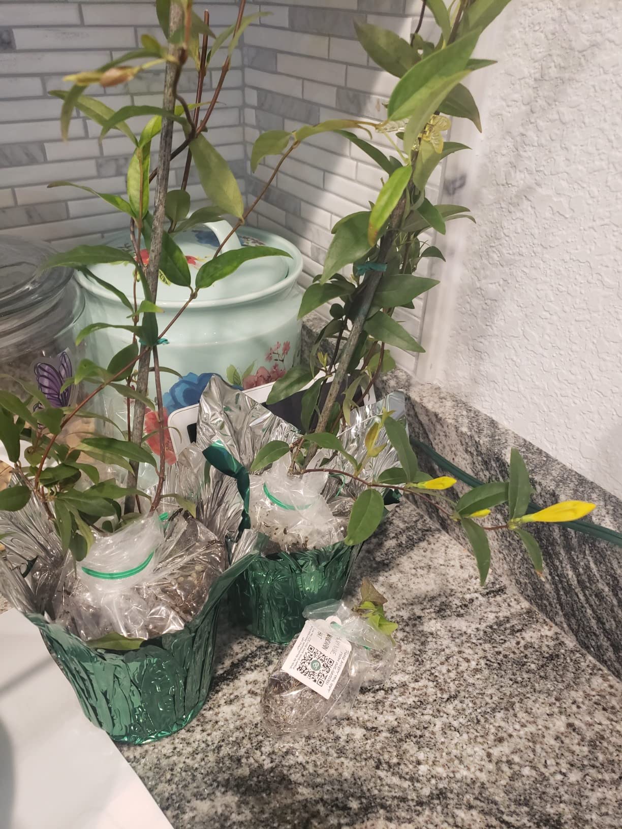 Amazon.com : Carolina Jasmine Fragrant Swamp Jessamine Yellow Spring ...