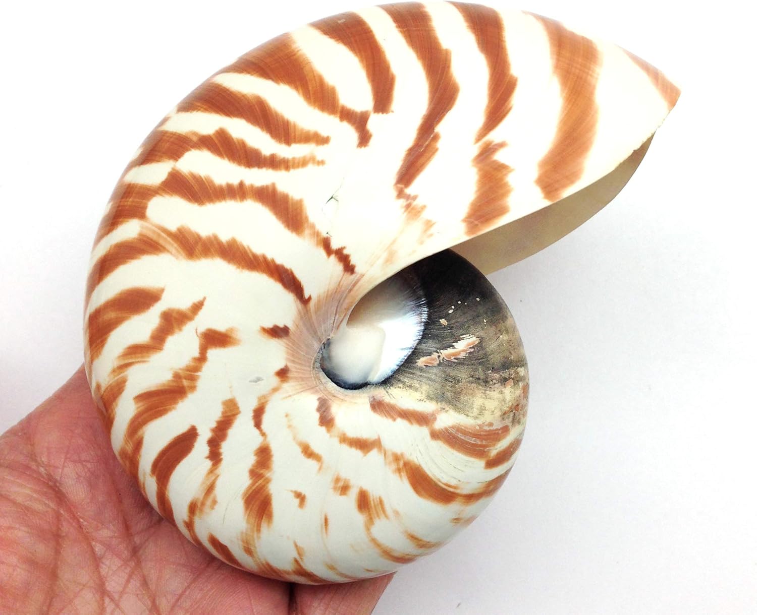 PEPPERLONELY Natural Chambered Nautilus Shells 4 Inch ~ 5 Inch : Amazon ...