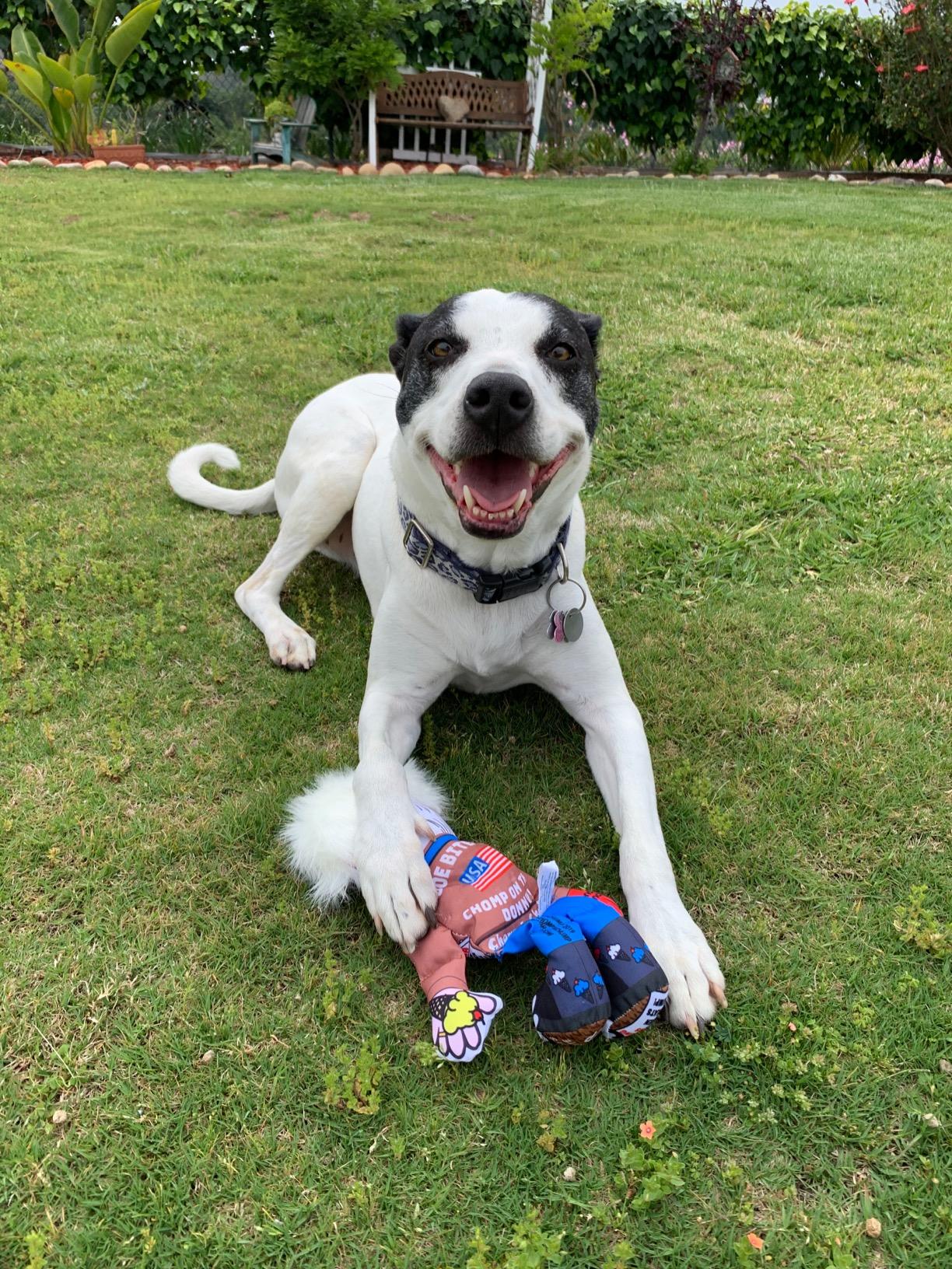 Amazon.com: Chomp A Chump - Funny Donald Trump Dog Toy & Gag Gift - The ...