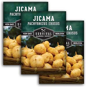 Amazon.com : Jicama Seed for Planting - 3 Packets with Instructions to ...
