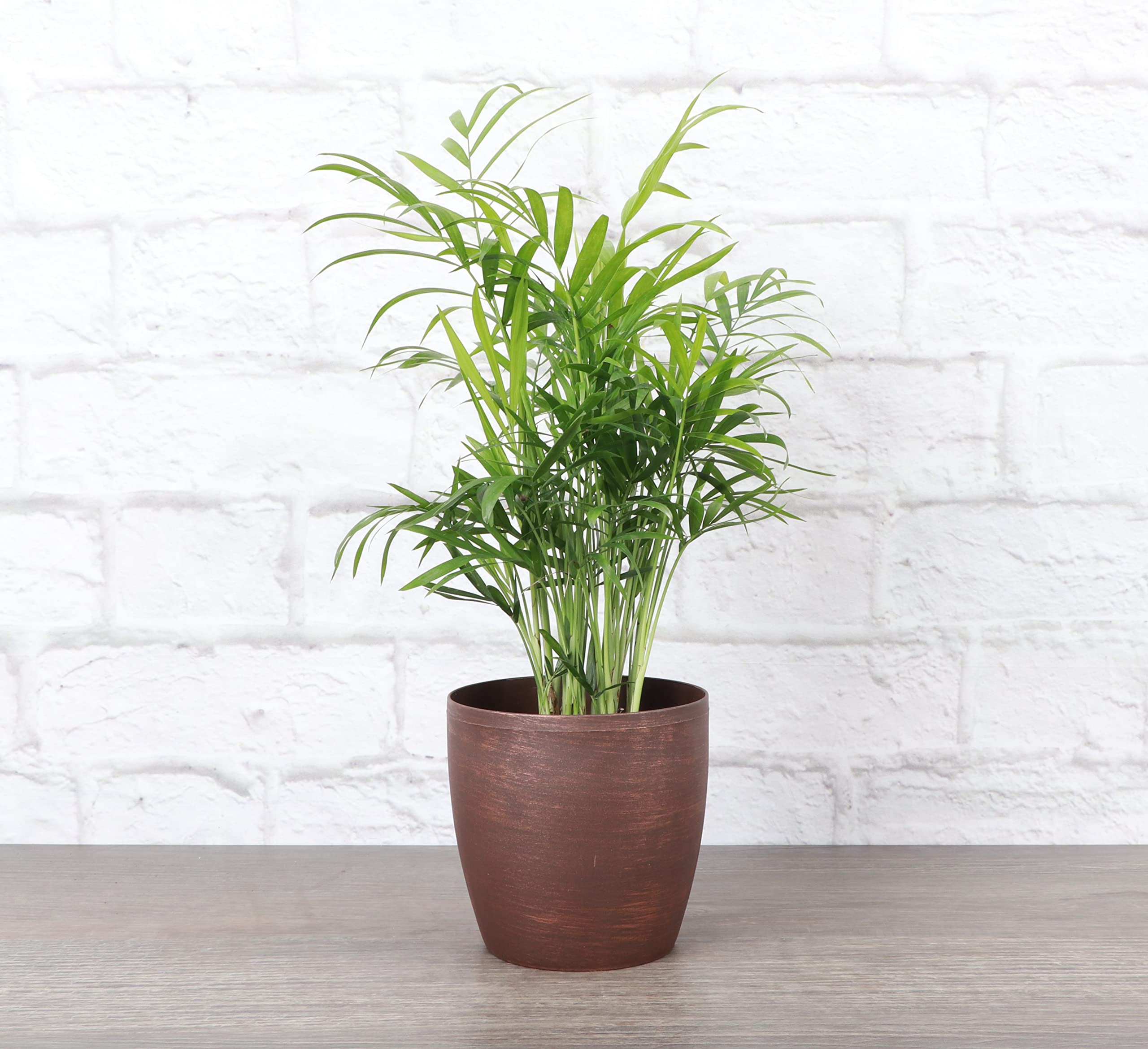 Planta De Palma De Interior
