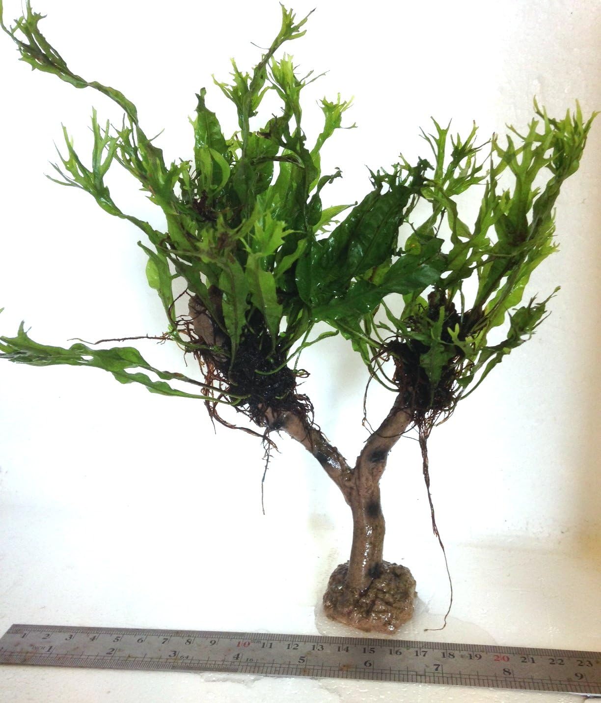 Dennerle Java Fern Microsorum Pteropus (Windelov) Jungle Tree Live ...