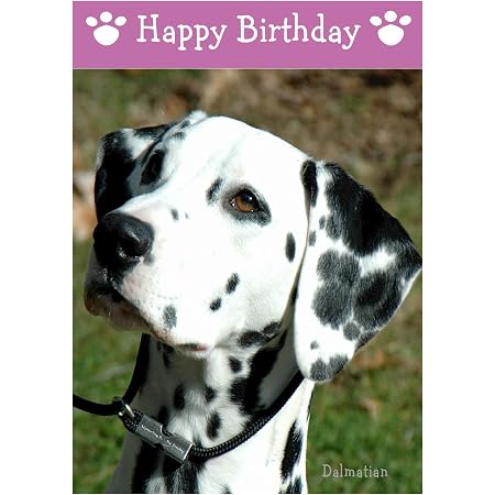 Dalmatian, Dog Birthday Card : Amazon.co.uk: Stationery & Office Supplies