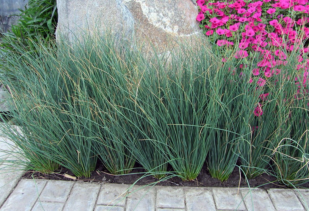 Juncus Inflexus Blue Arrows