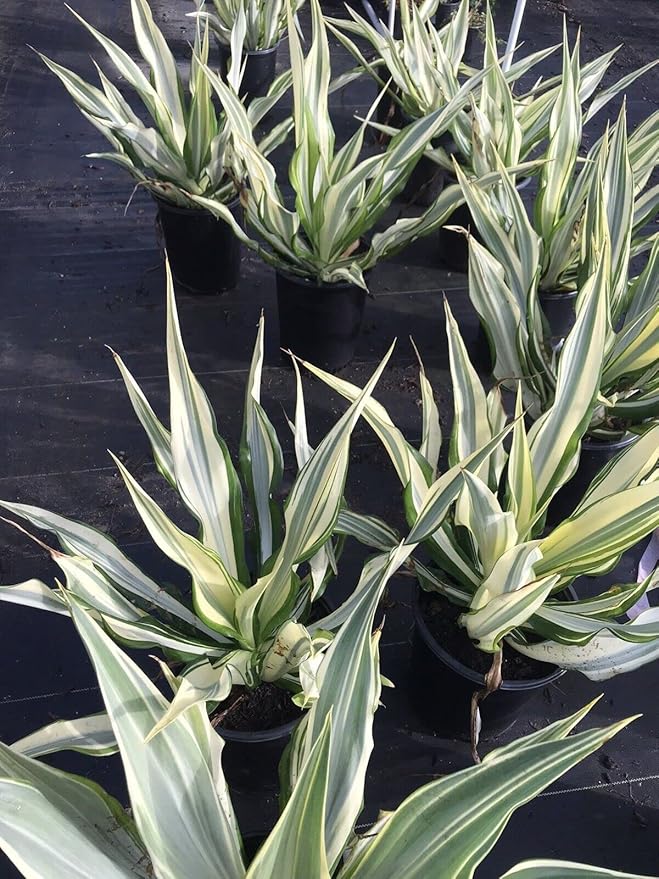 Amazon.com: Furcraea Foetida Variegata Agave - False Agave - 5 Gallon ...