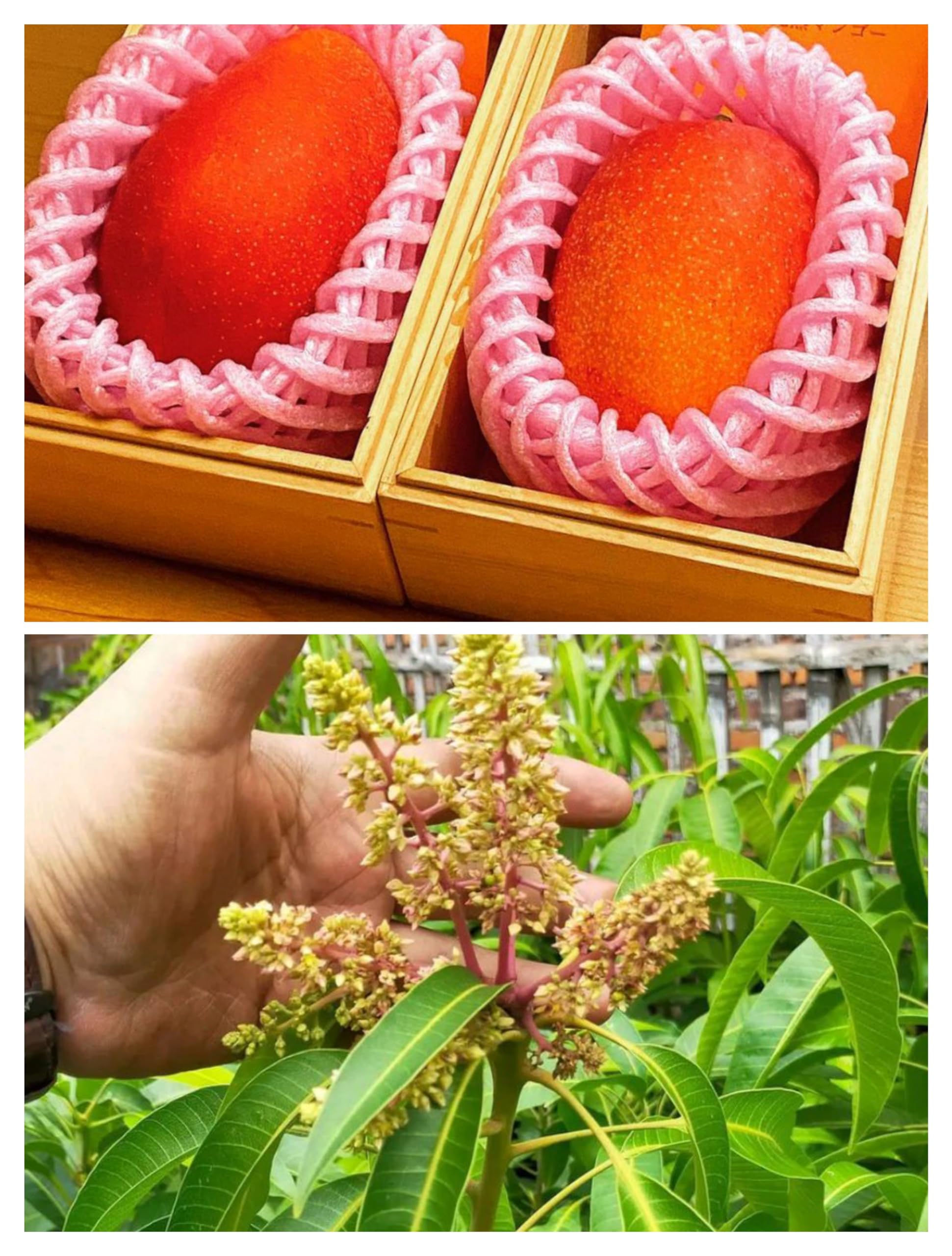 AgriWard® Farm Original Red Miyazaki Mango (Combo Pack Of 2) Grafted ...