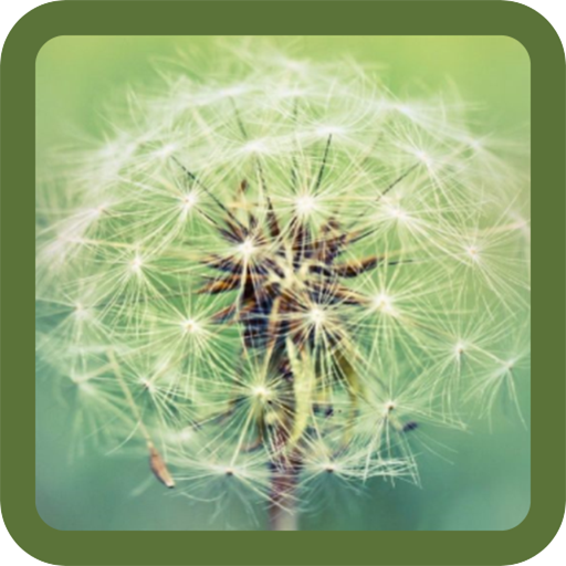 Animated Dandelion - App on Amazon Appstore