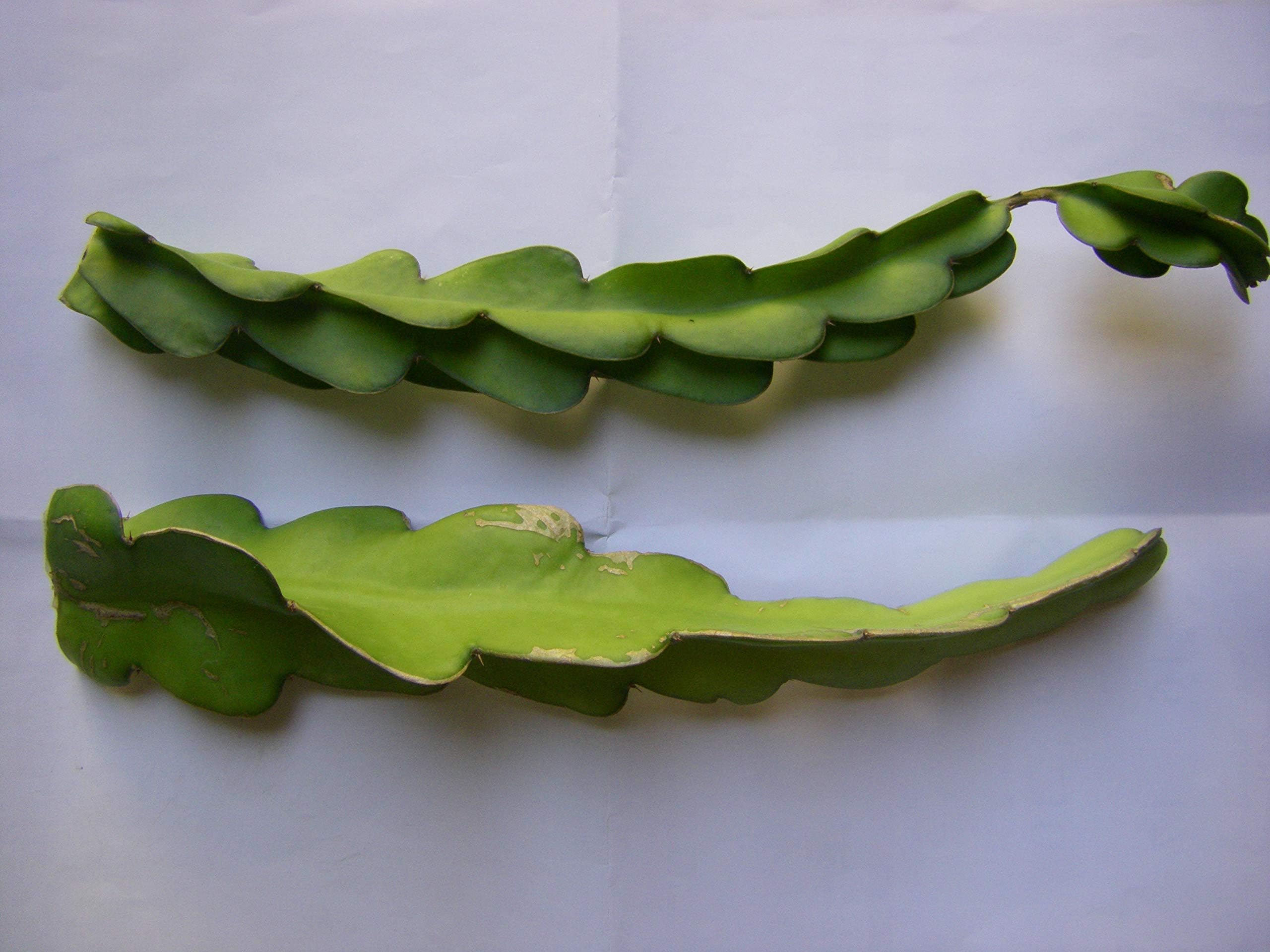 Amazon.com : Garden Plant Seeds Fruit Tree Seeds Pitaya Seeds 100+ Pcs ...