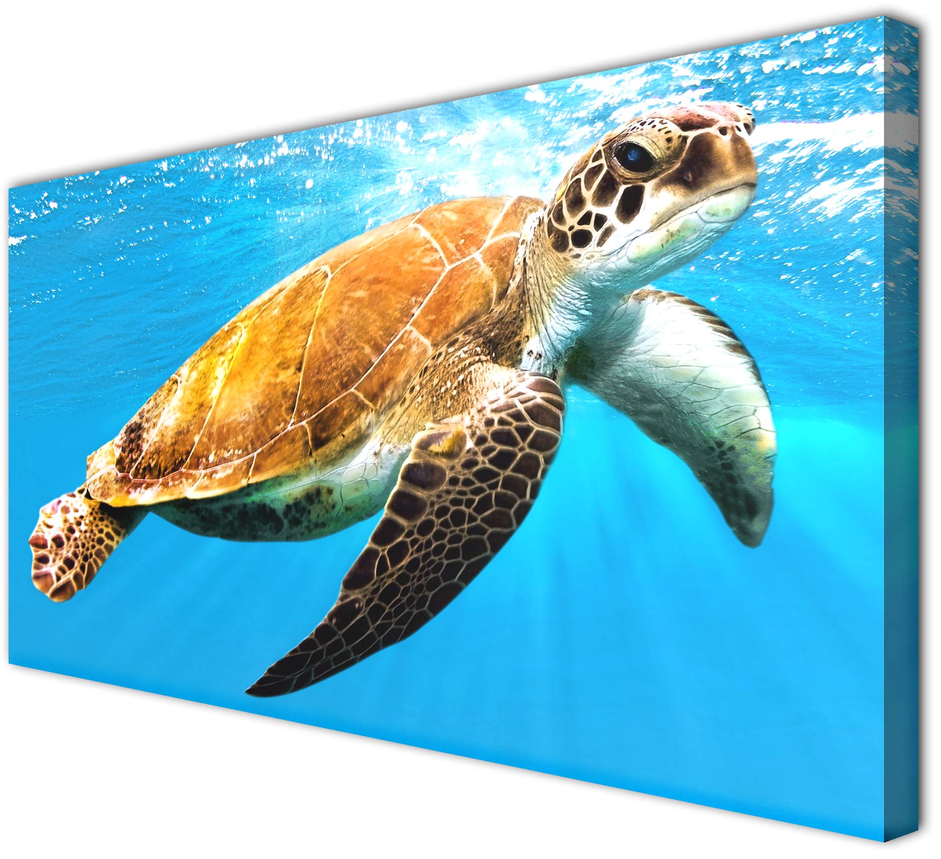 Easy Turtle Painting