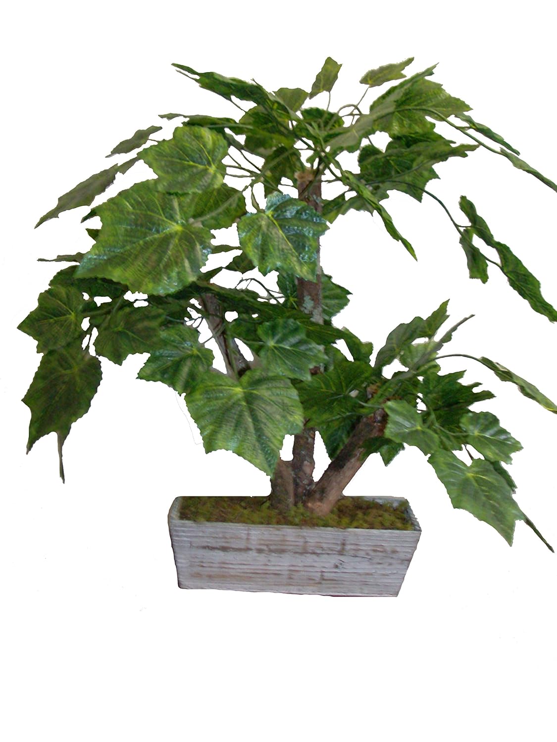 Buy Mamone Home & Garden H Mini Maple Leaf Tree in Wood Planter, 28 ...