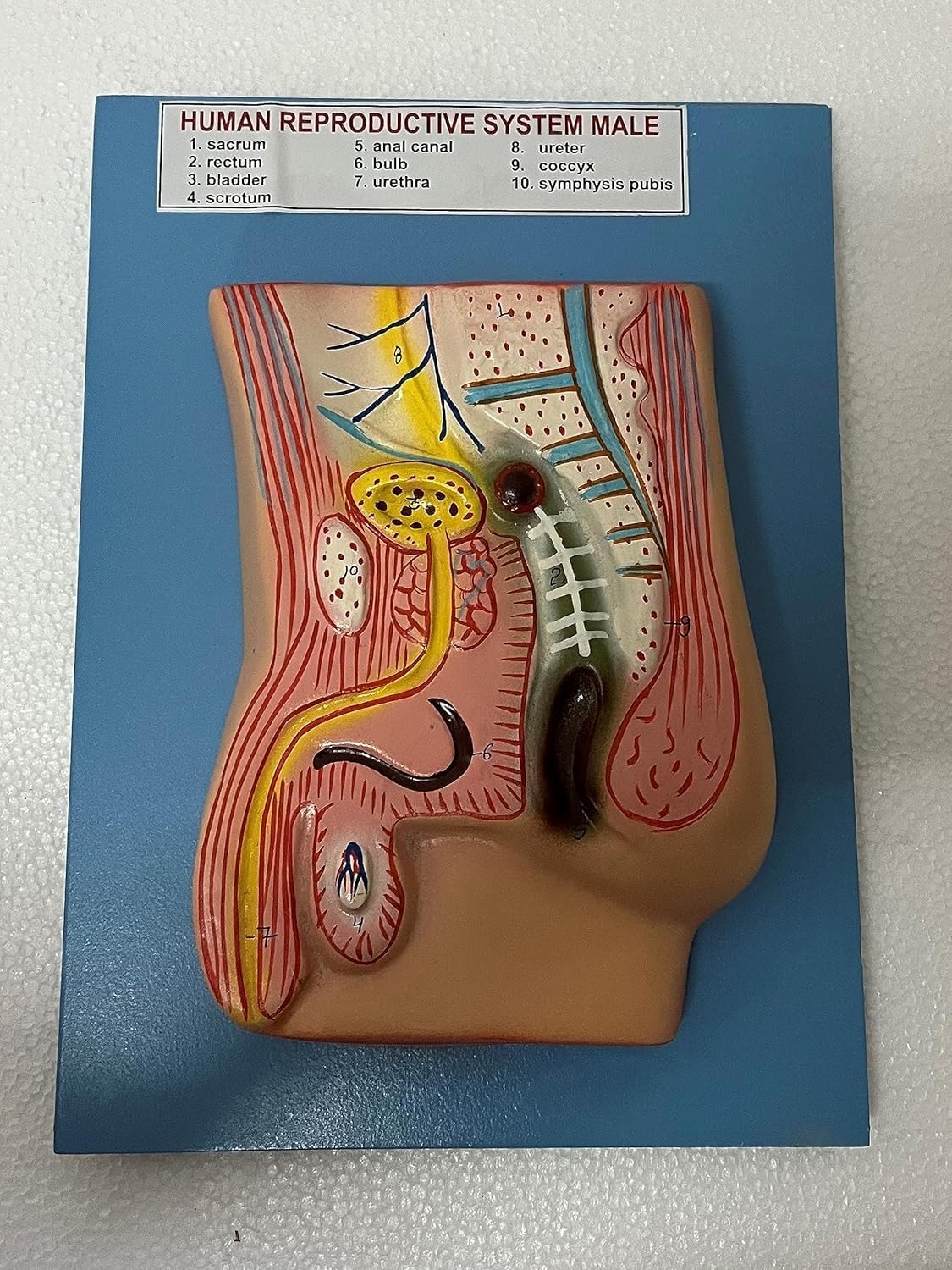 Male Reproductive System Front View For Kids MALE AND FEMALE
