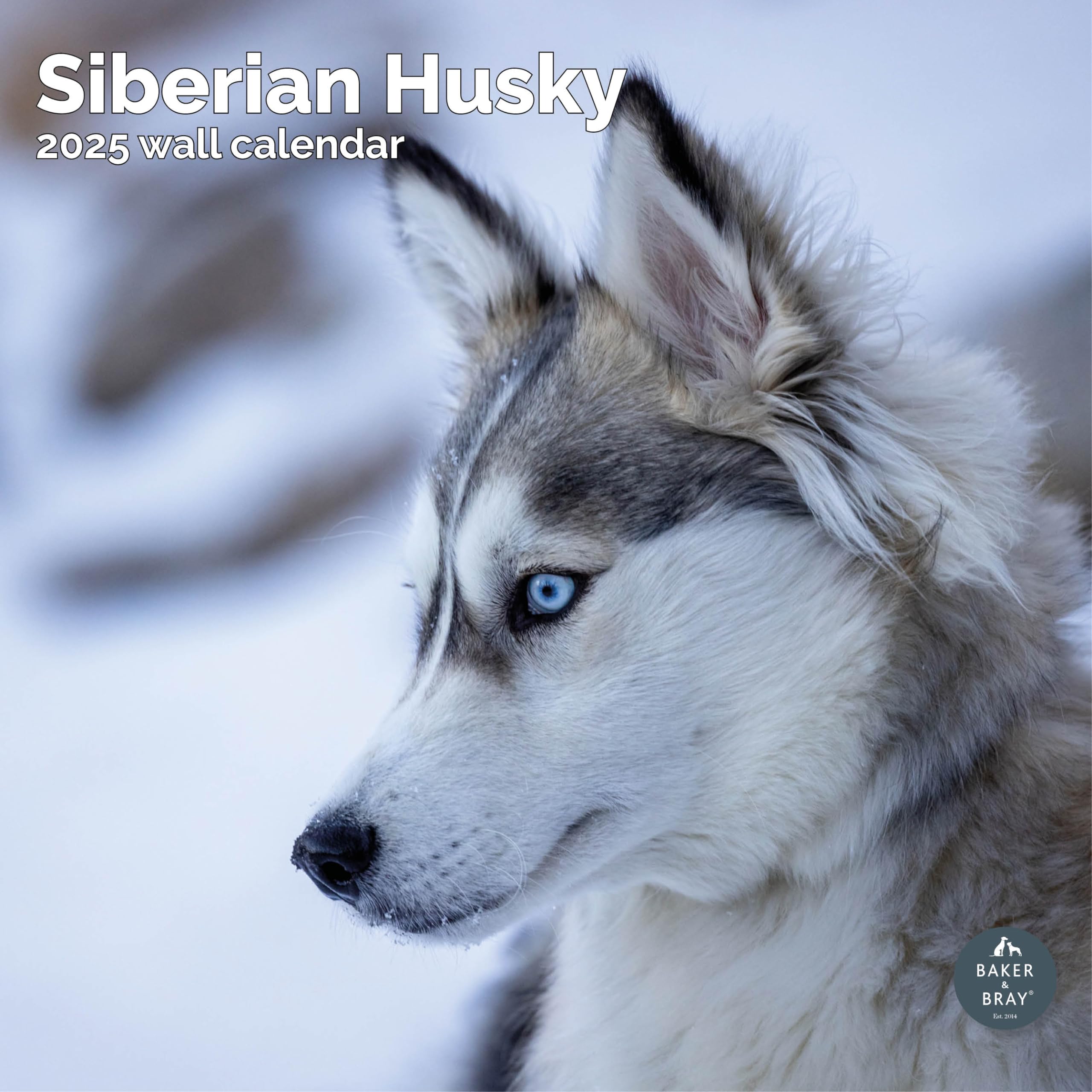 Baker and Bray Siberian Husky Calendar 2025, Large Square Wall Calendar ...