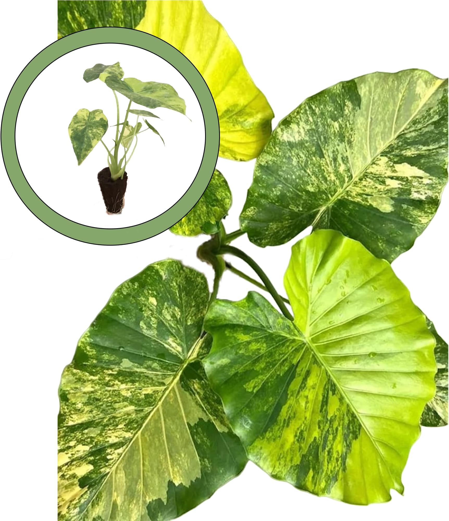Amazon.com : Variegated Alocasia Gageana Aurea Starter Plant : Patio ...