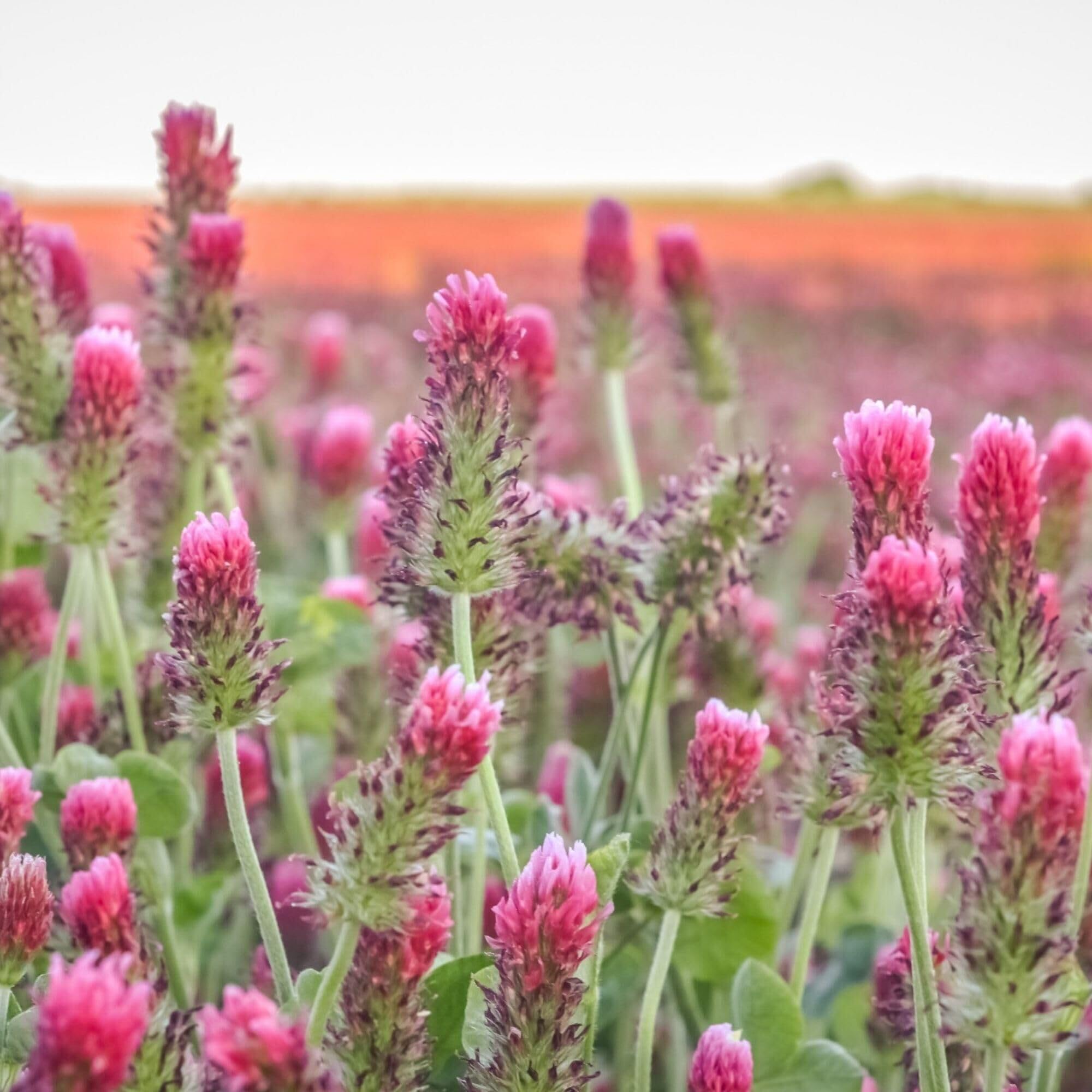Red Clover In Hay Fields