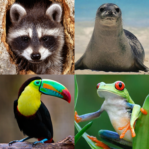 Animals Matching Game - App on Amazon Appstore