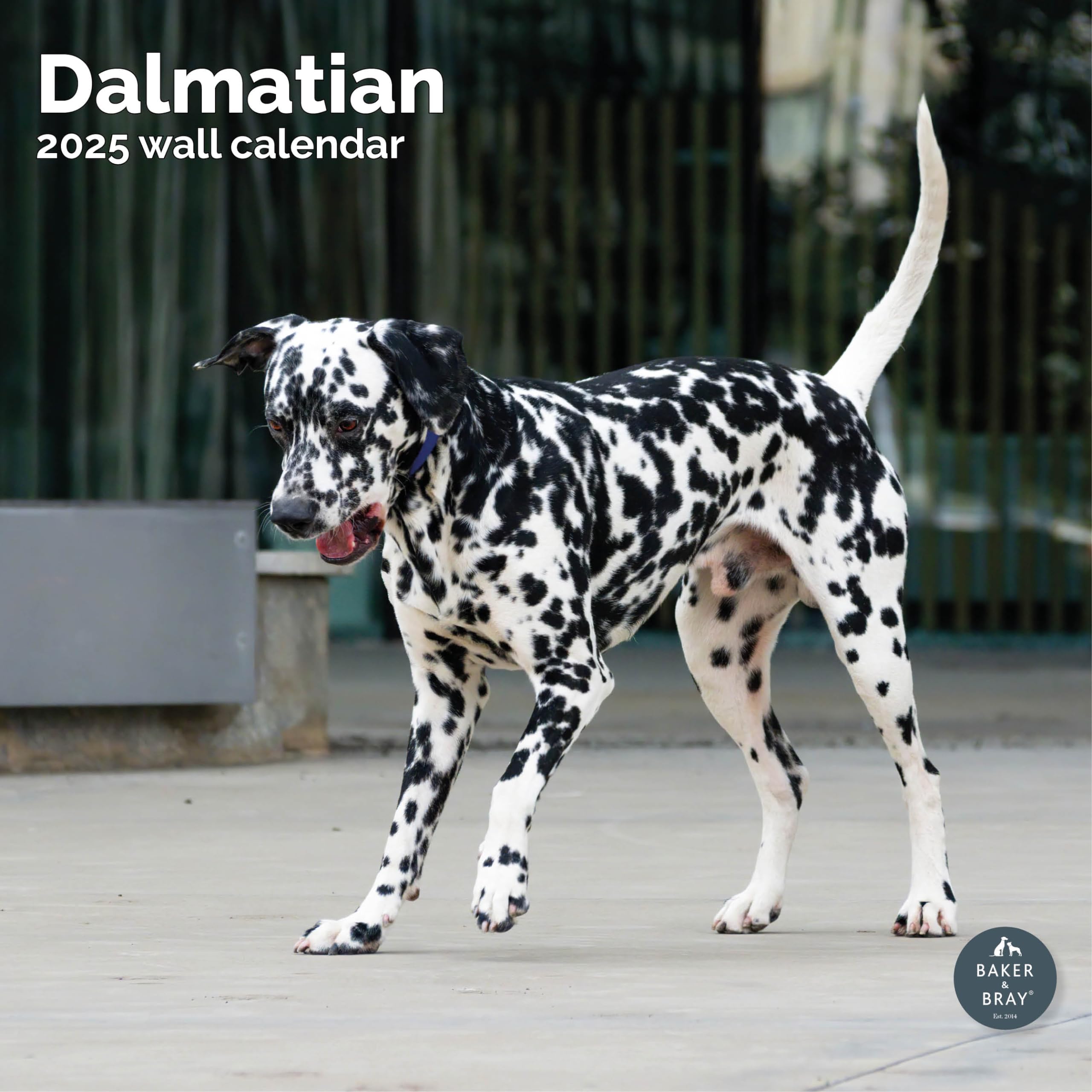 Baker and Bray Dalmatian Calendar 2025, Large Square Wall Calendar, 16 ...