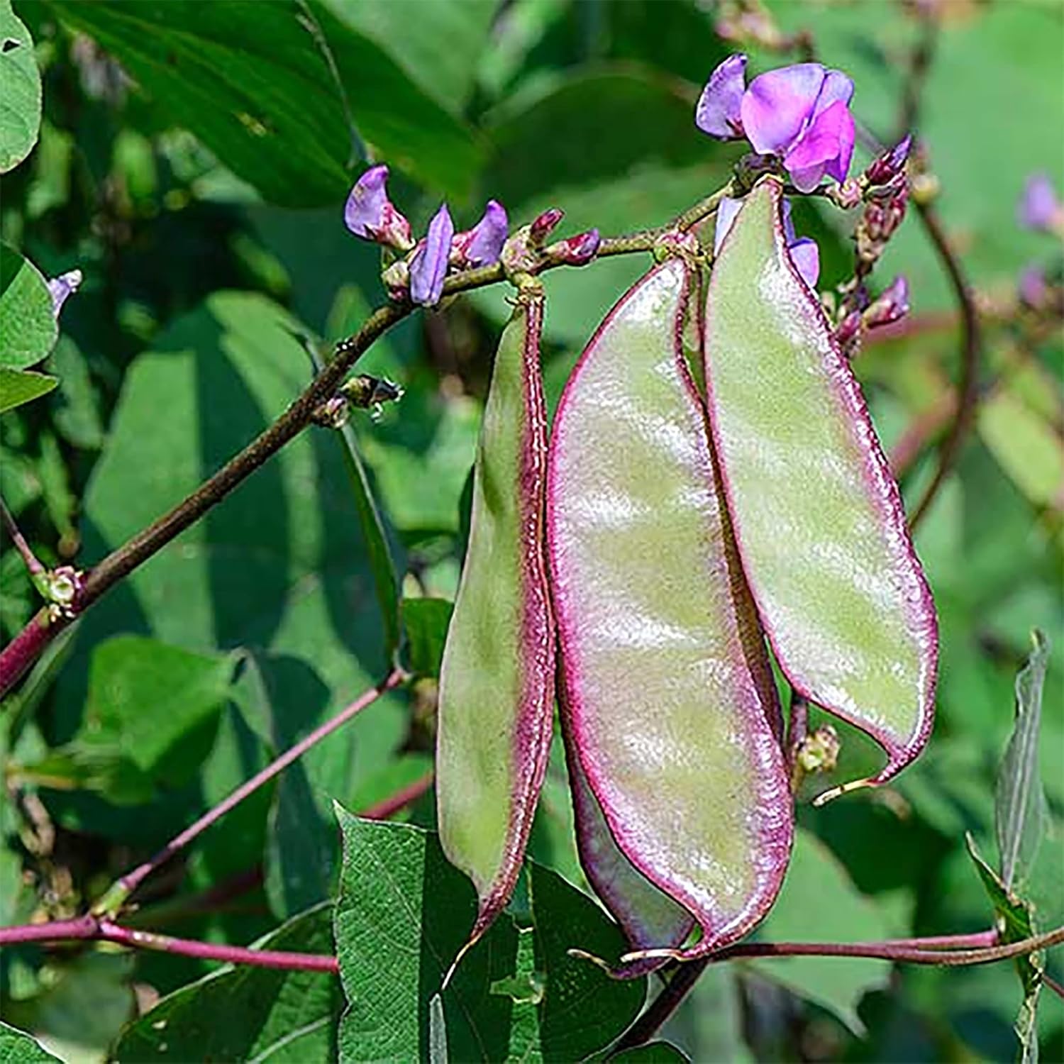 Amazon.com : QAUZUY GARDEN 10 Purple Hyacinth Bean (Lablab Purpureus ...