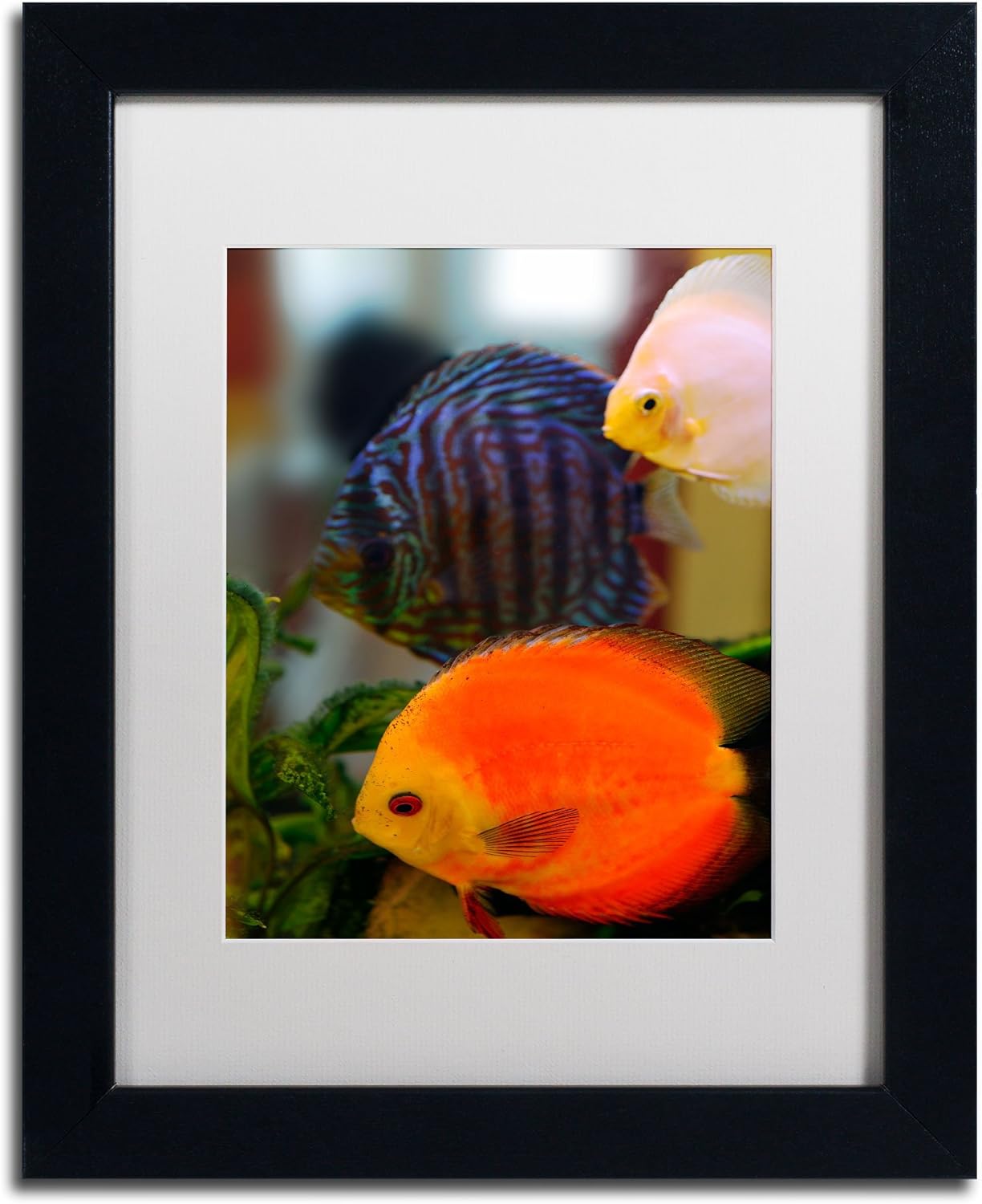 Amazon.com: Multi-Colored Discus White Matte Archival Paper Artwork by ...