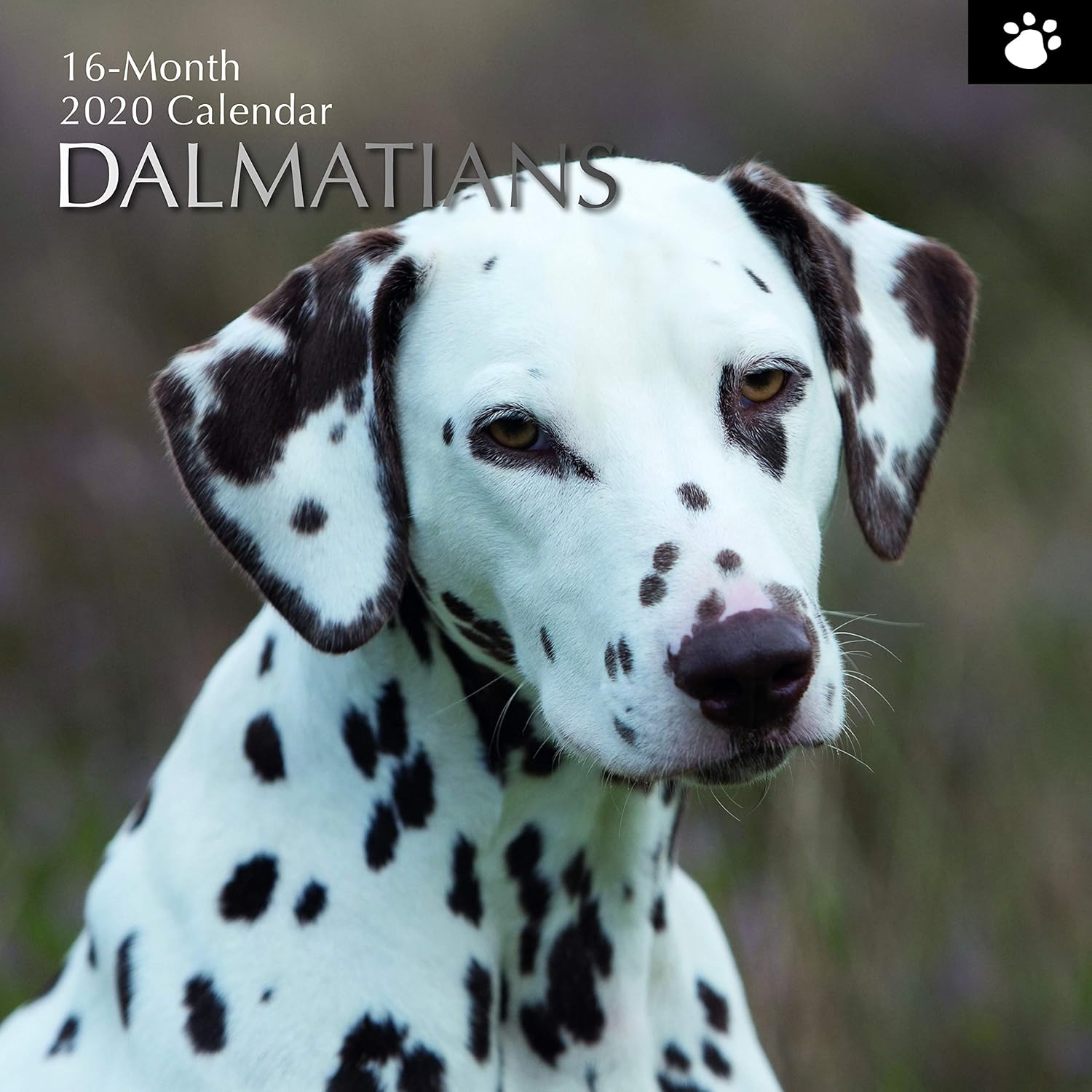 2020 Wall Calendar - Dalmatian Calendar, 12 x 12 Inch Monthly View, 16 ...